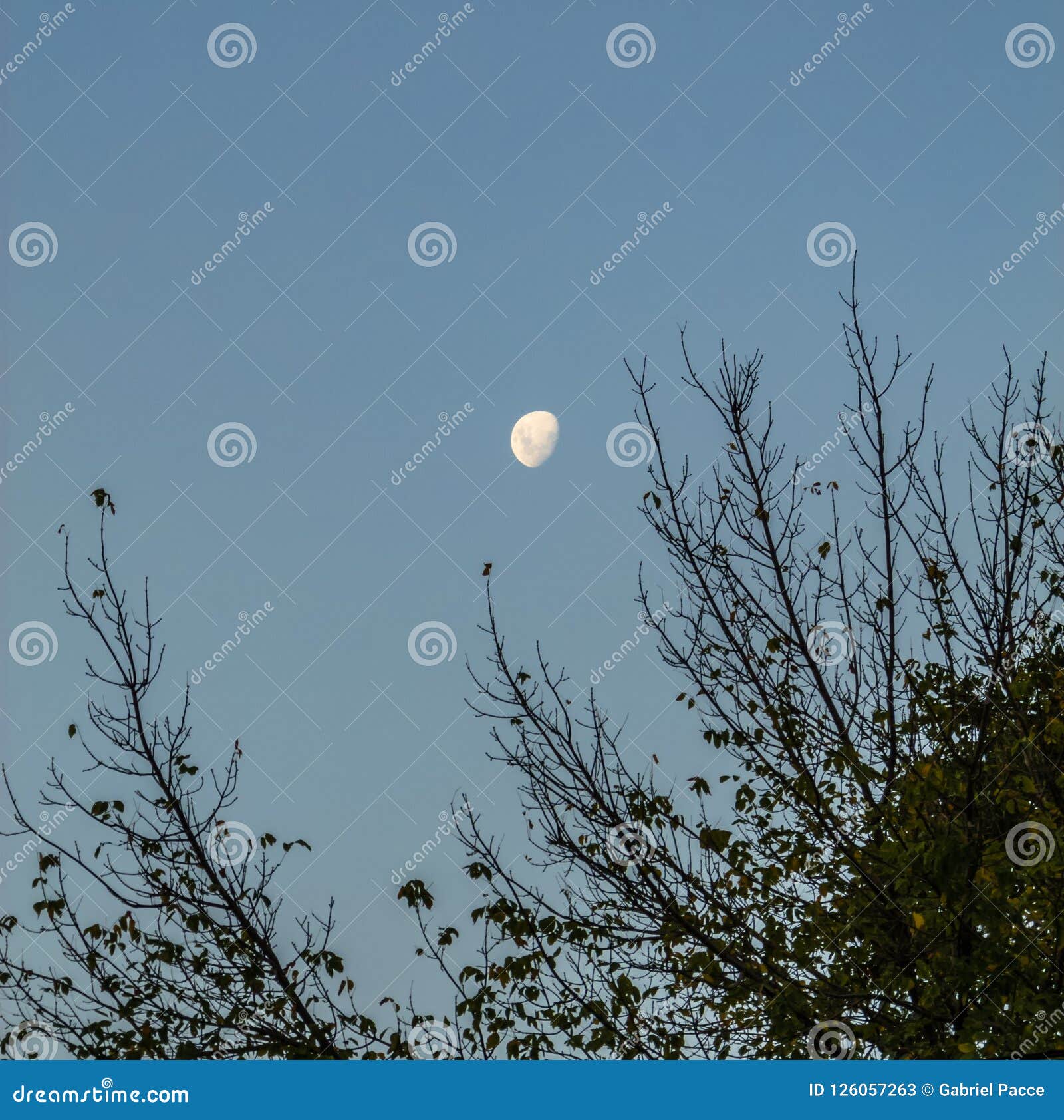 The white moon stock image. Image of tree, atmosphere - 126057263