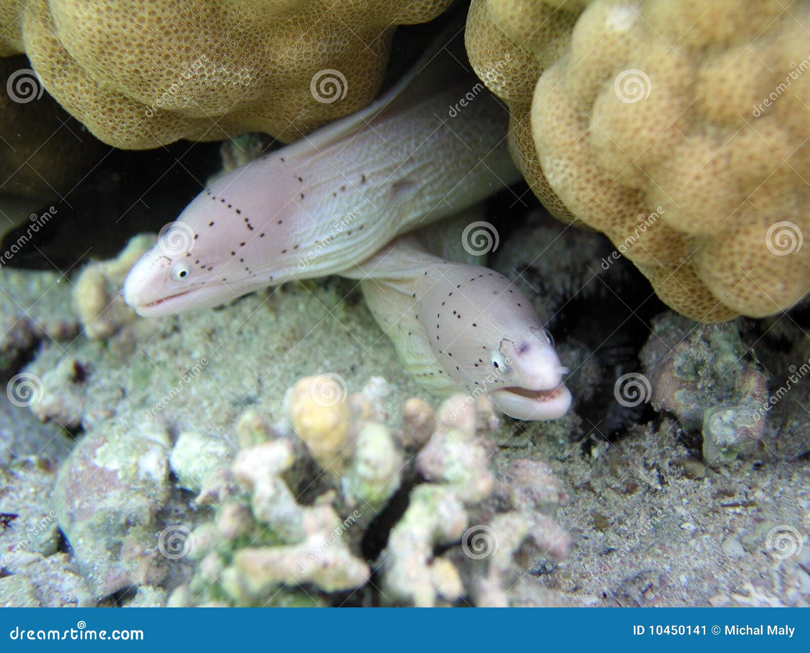 White moray eel stock image. Image of colour, eating - 10450141