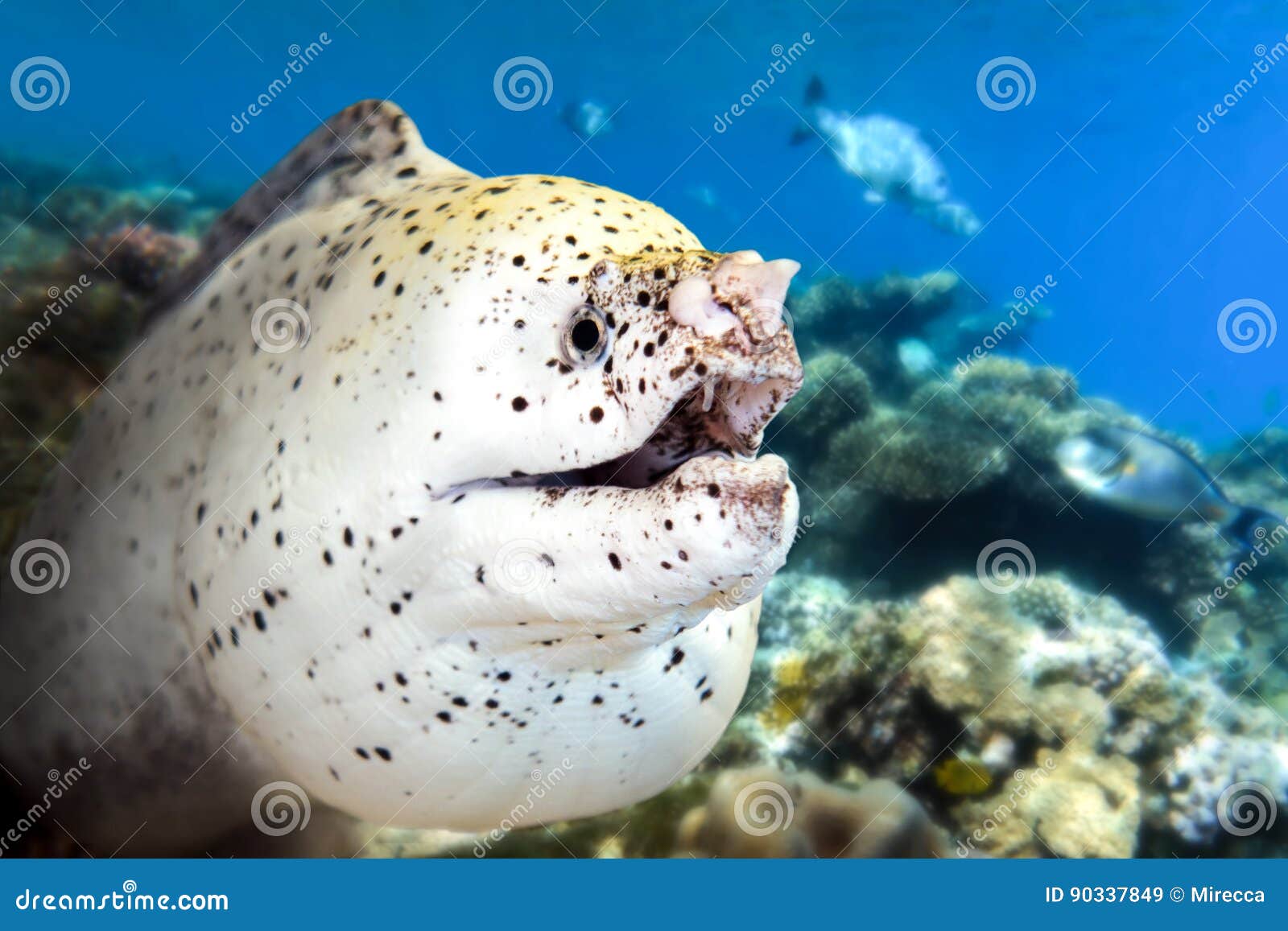White Moray Eel Muraenidae - Gili Air Indonesia Asia Stock Photo ...