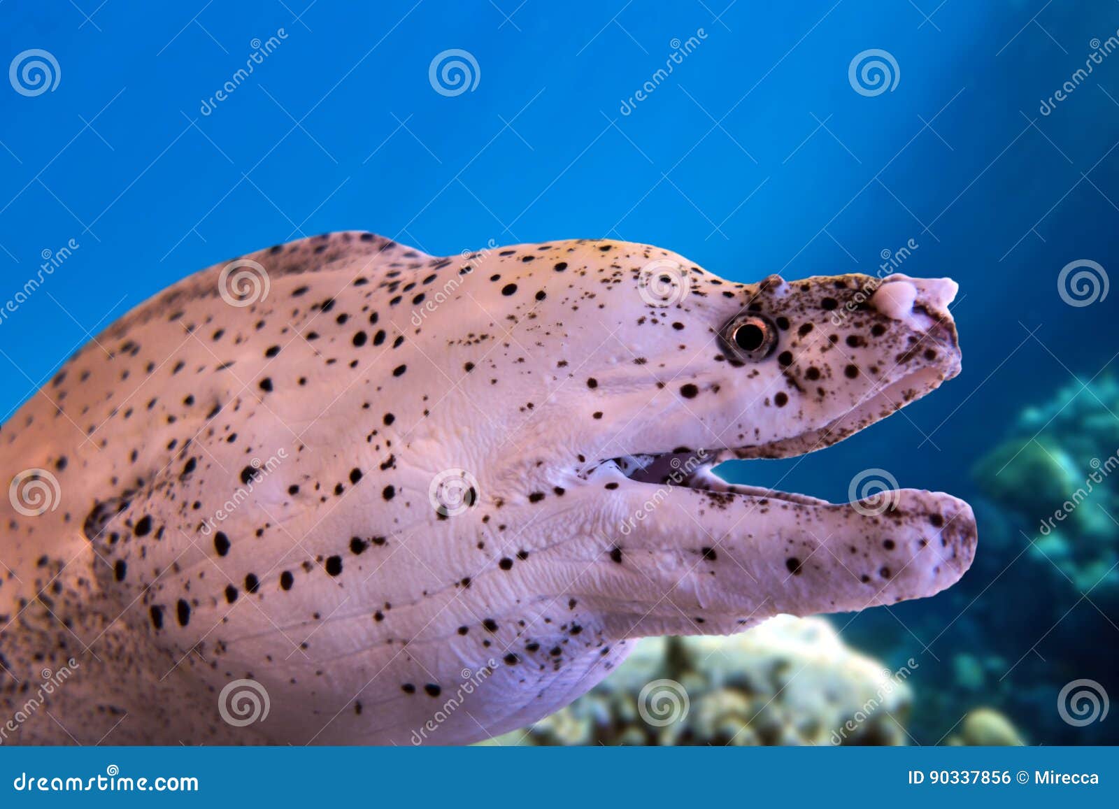 White moray eel stock photo. Image of hunting, white - 90337856