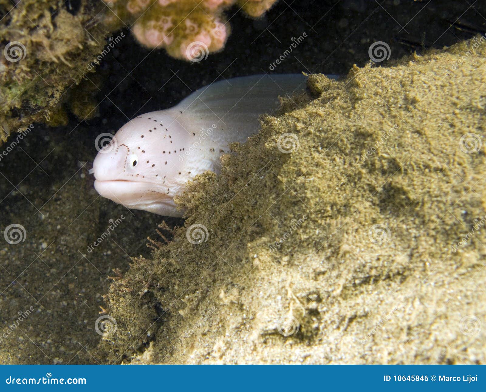 White moray eel macro stock photo. Image of nature, white - 10645846