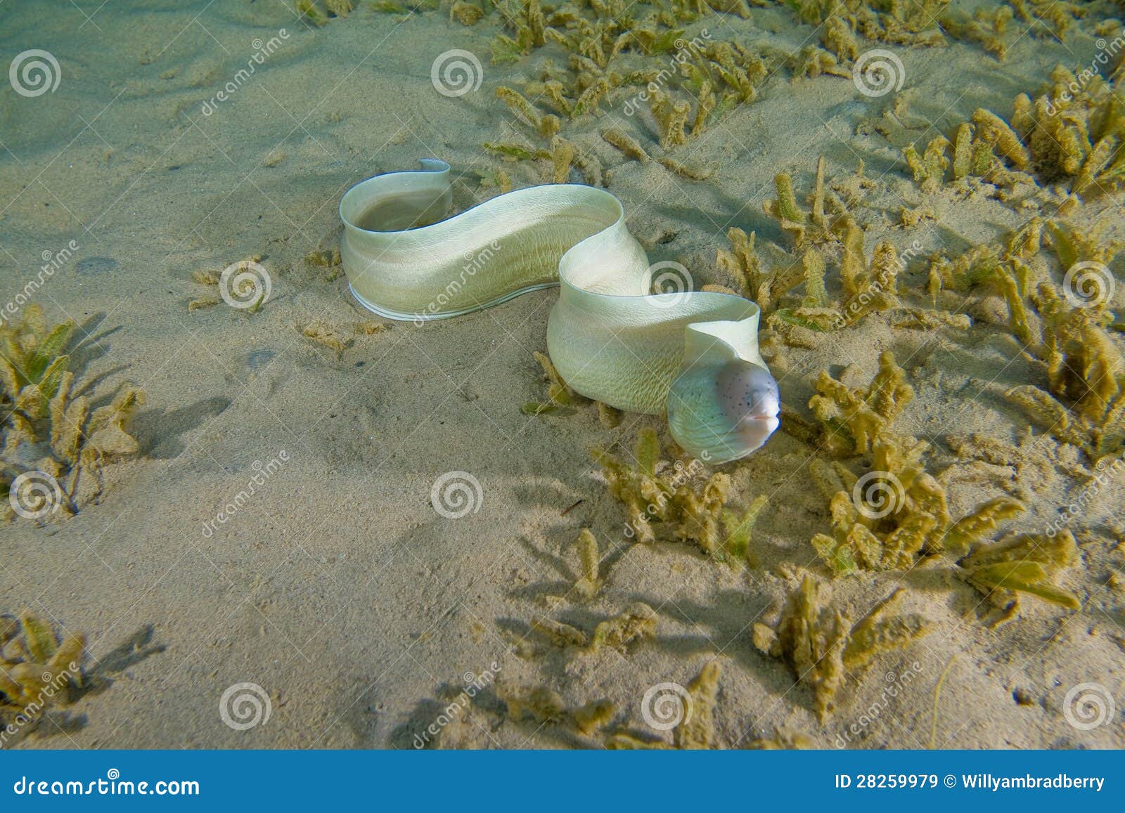 White moray eel underwater stock image. Image of coral - 28259979