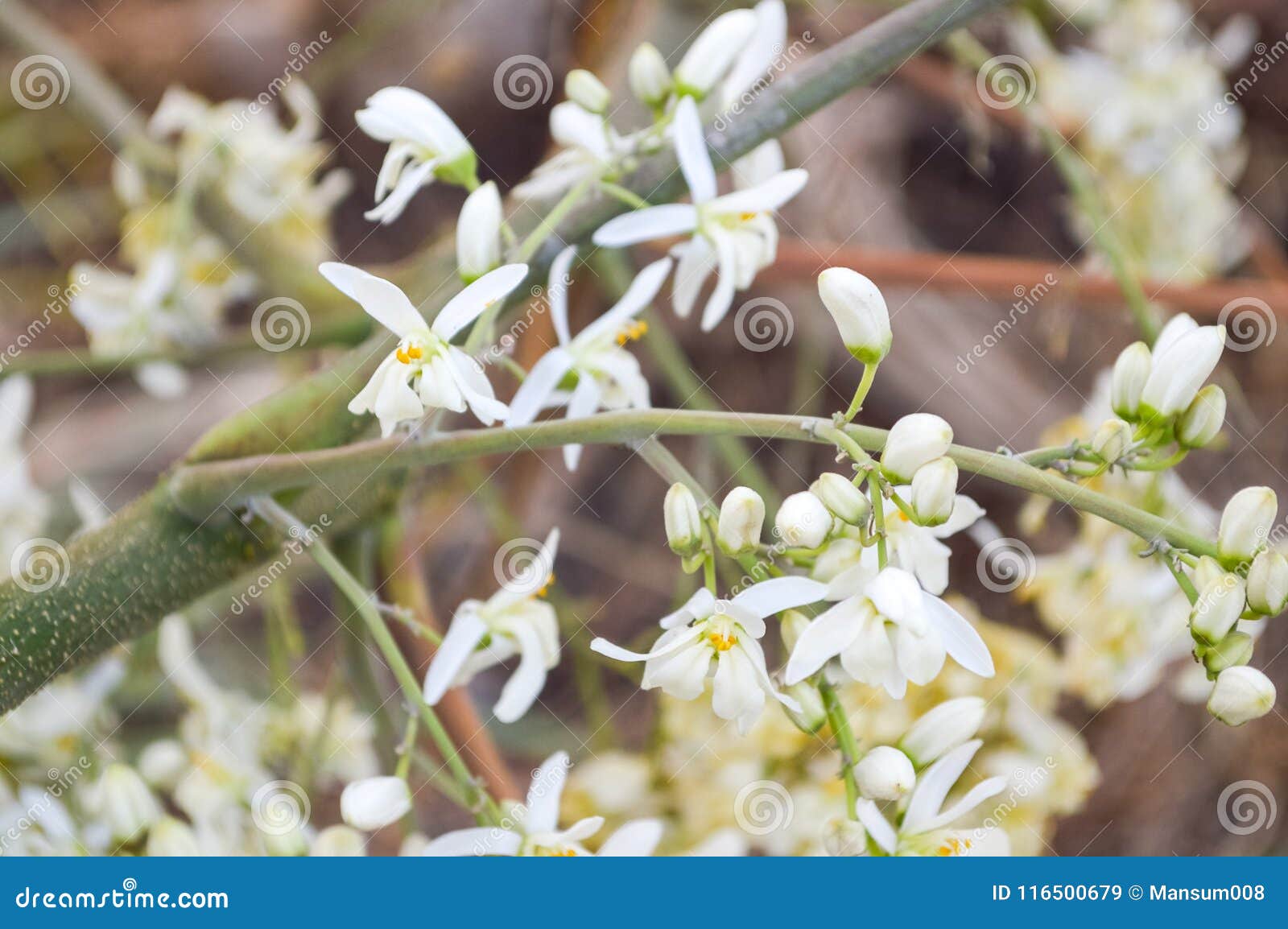 Moringa Oleifera Flower in Nature Garden Stock Image - Image of petal ...