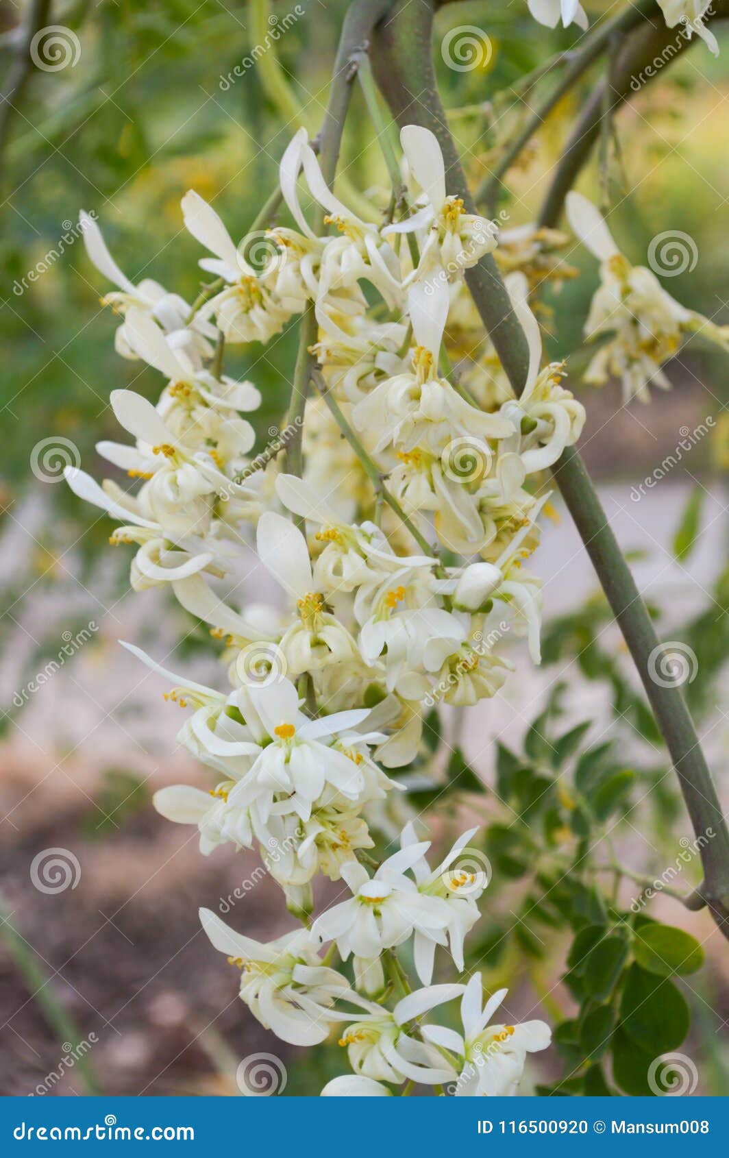 Moringa Oleifera Flower in Nature Garden Stock Photo - Image of fresh ...
