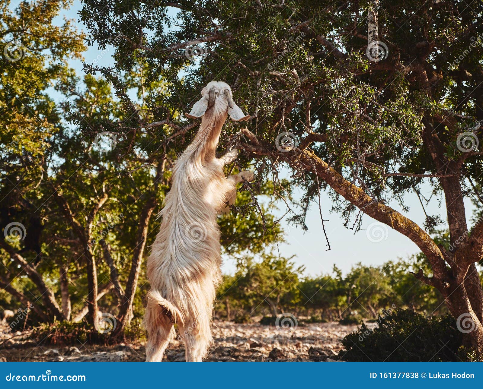 White Moroccan Goat Eats Branches of the Argan Tree Stock Photo - Image ...