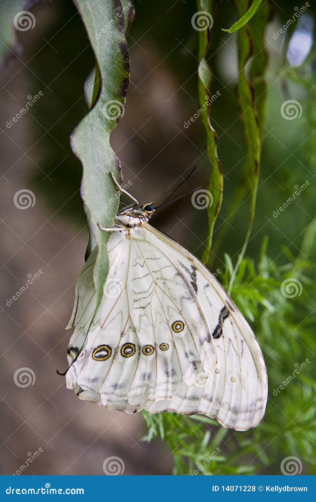 White Morpho (Morpho Polyphemus) Butterfly Stock Photography ...