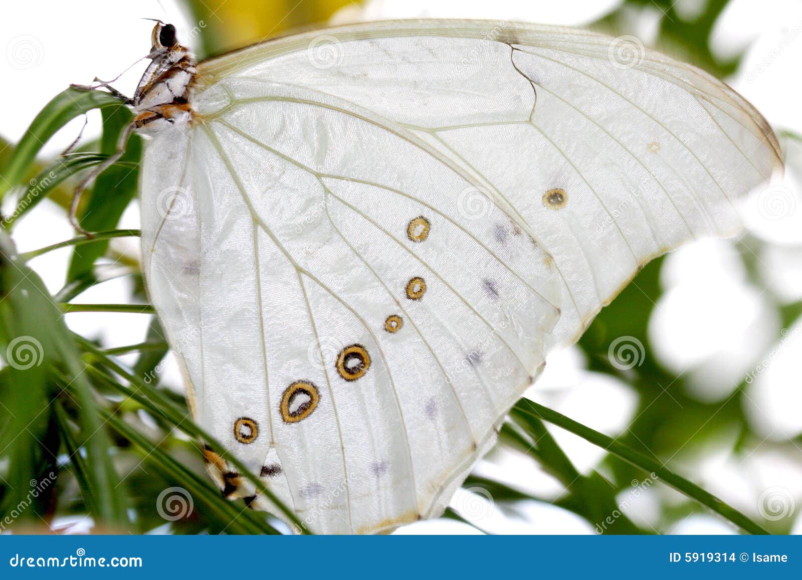 White Morpho (Morpho Polyphemus) Butterfly Stock Photography ...