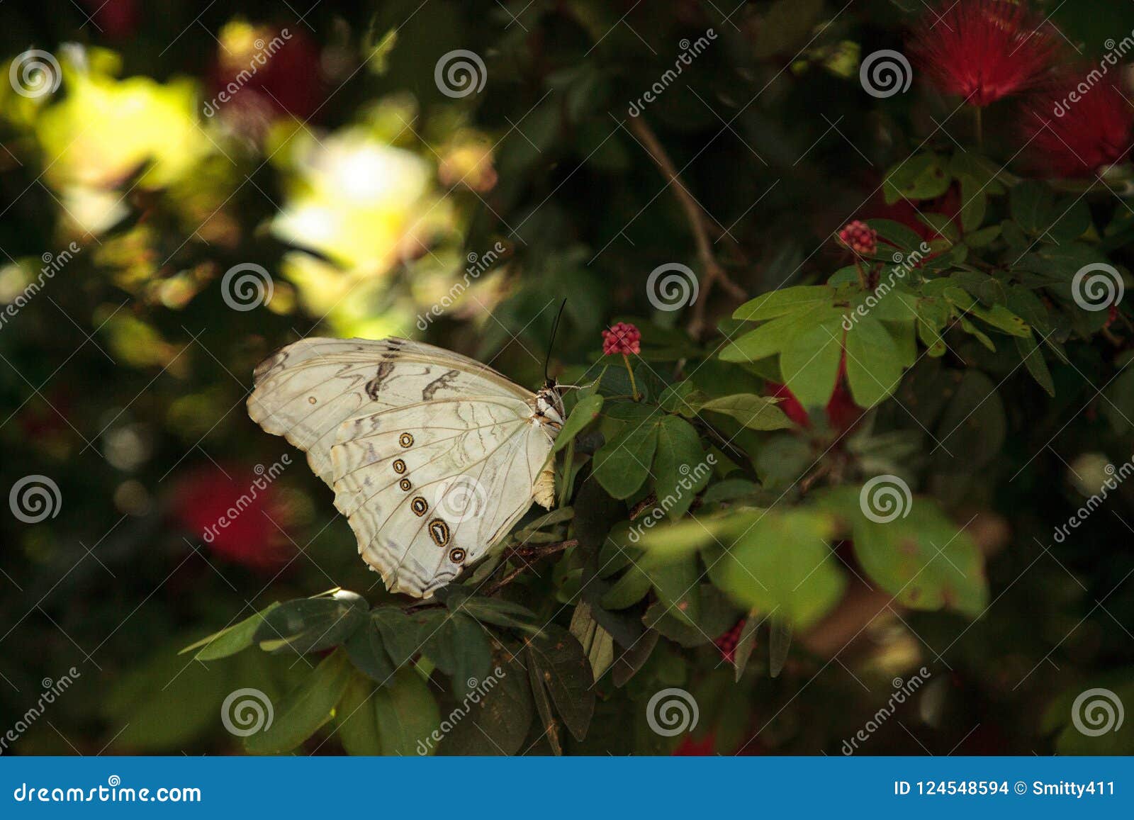 White Morpho Butterfly Morpho Polyphemus Stock Photo - Image of garden ...