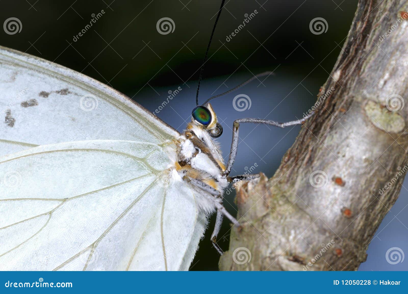 White Morpho, Morpho Polyphemus Stock Photo - Image of morpho, bessonia ...