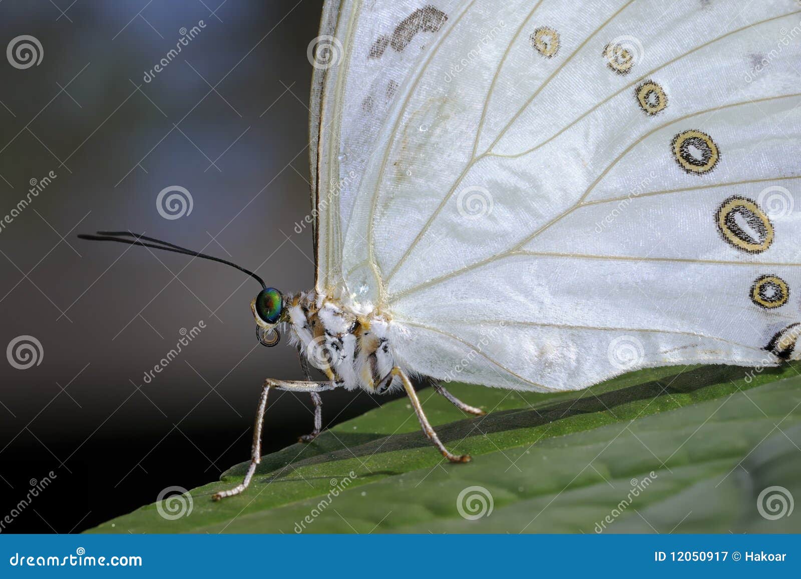 White Morpho, Morpho Polyphemus Stock Image - Image of nature, bessonia ...