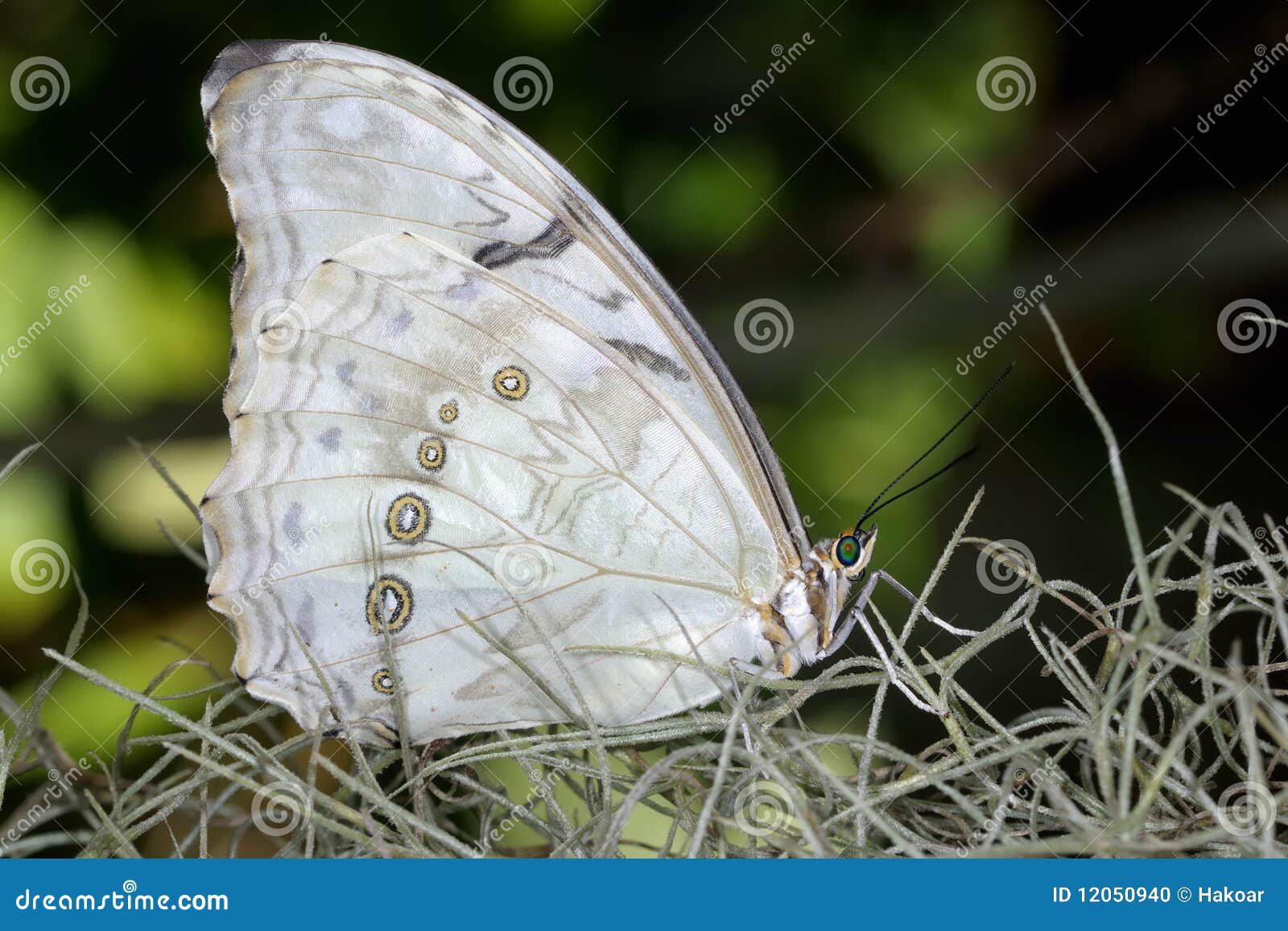 White Morpho, Morpho Polyphemus Stock Photo - Image of lepidoptera ...