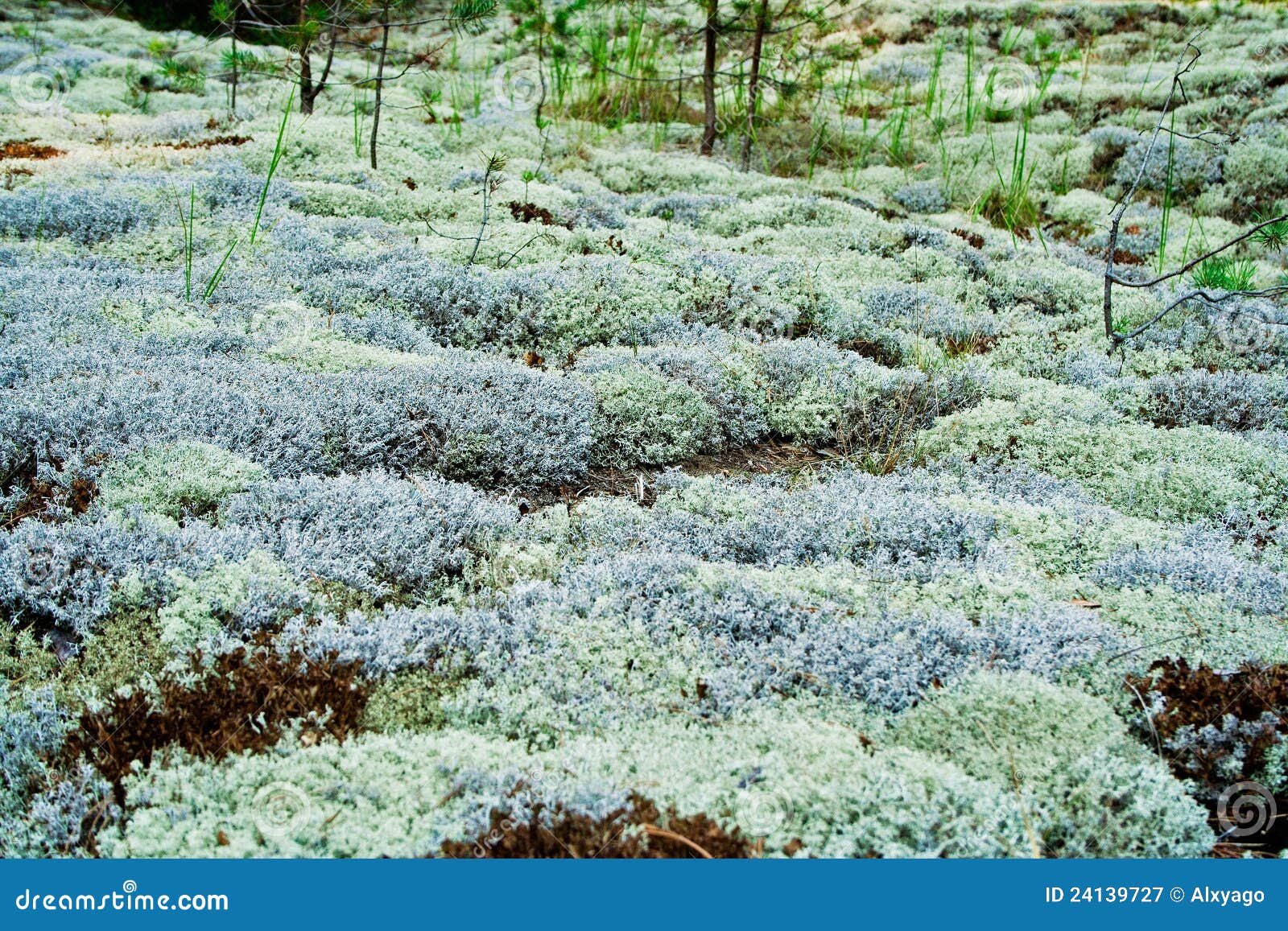 White Moss Royalty-Free Stock Photography | CartoonDealer.com #24139727