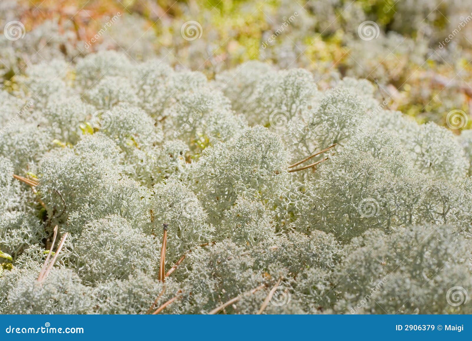 White moss stock image. Image of macro, outdoors, moss - 2906379