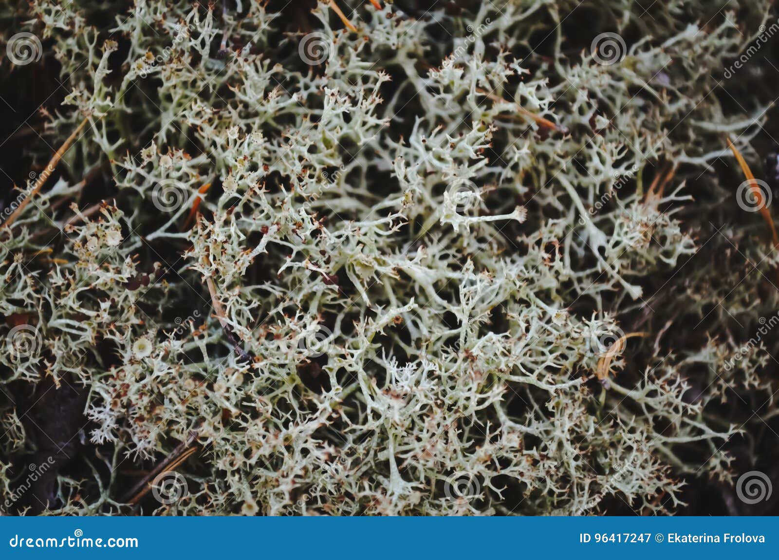 White moss on a background stock image. Image of nature - 96417247