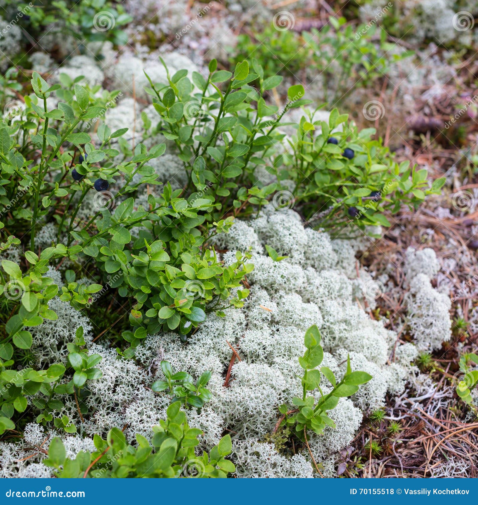 White Moss Close-up, in the Forest Stock Photo - Image of closeup ...