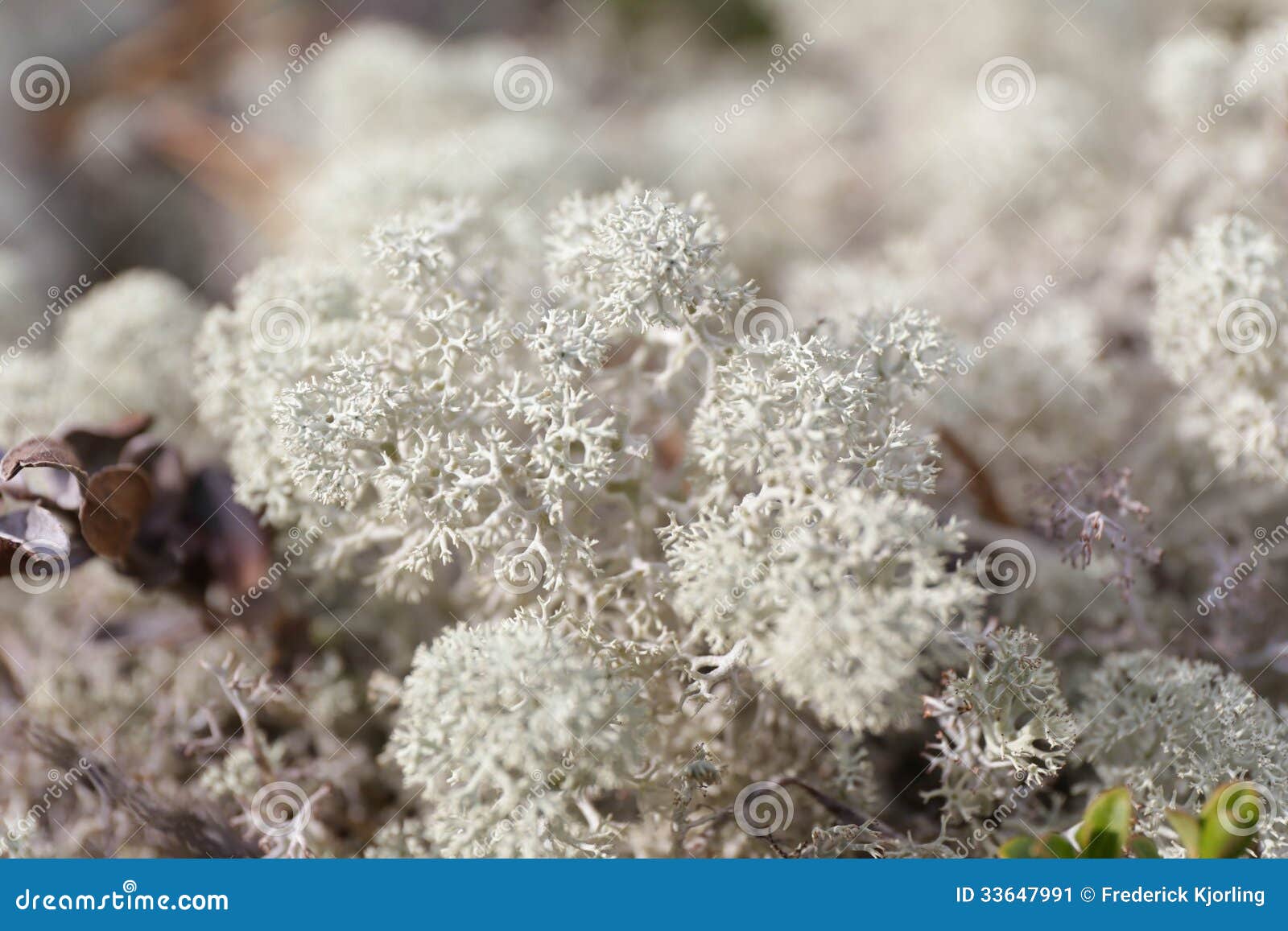 White moss stock image. Image of ground, moss, white - 33647991