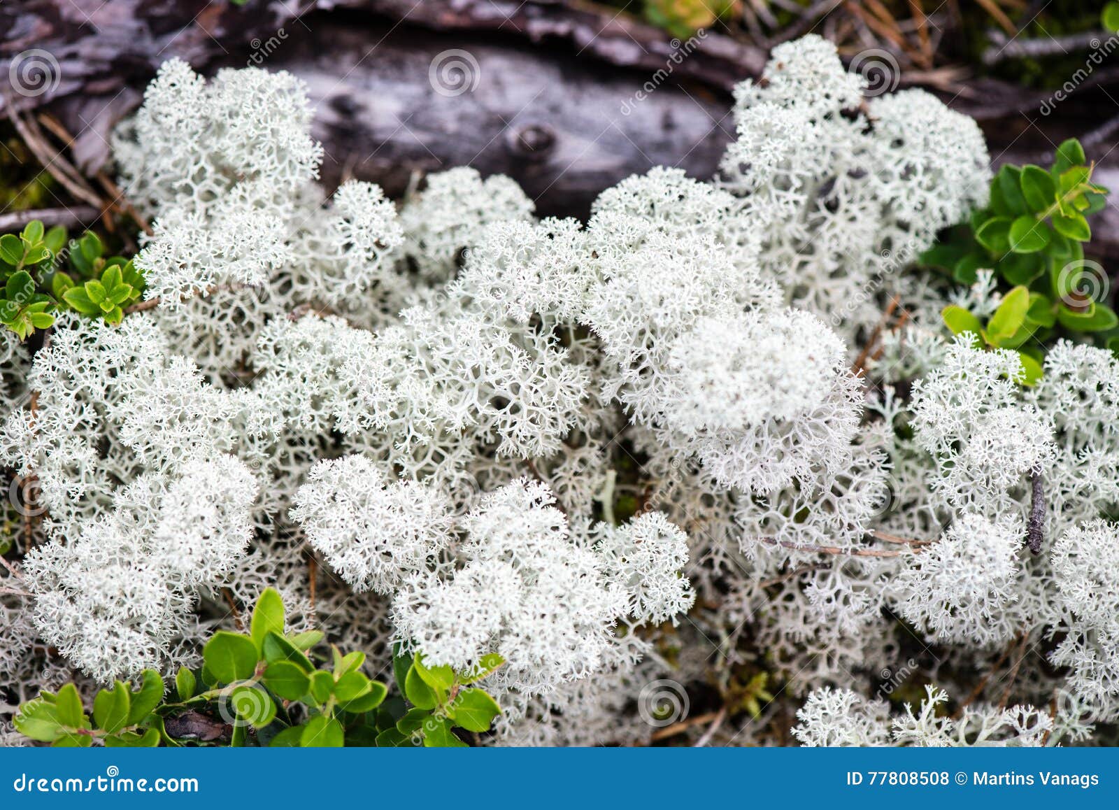 White Moss on Green Background Stock Photo - Image of natural ...