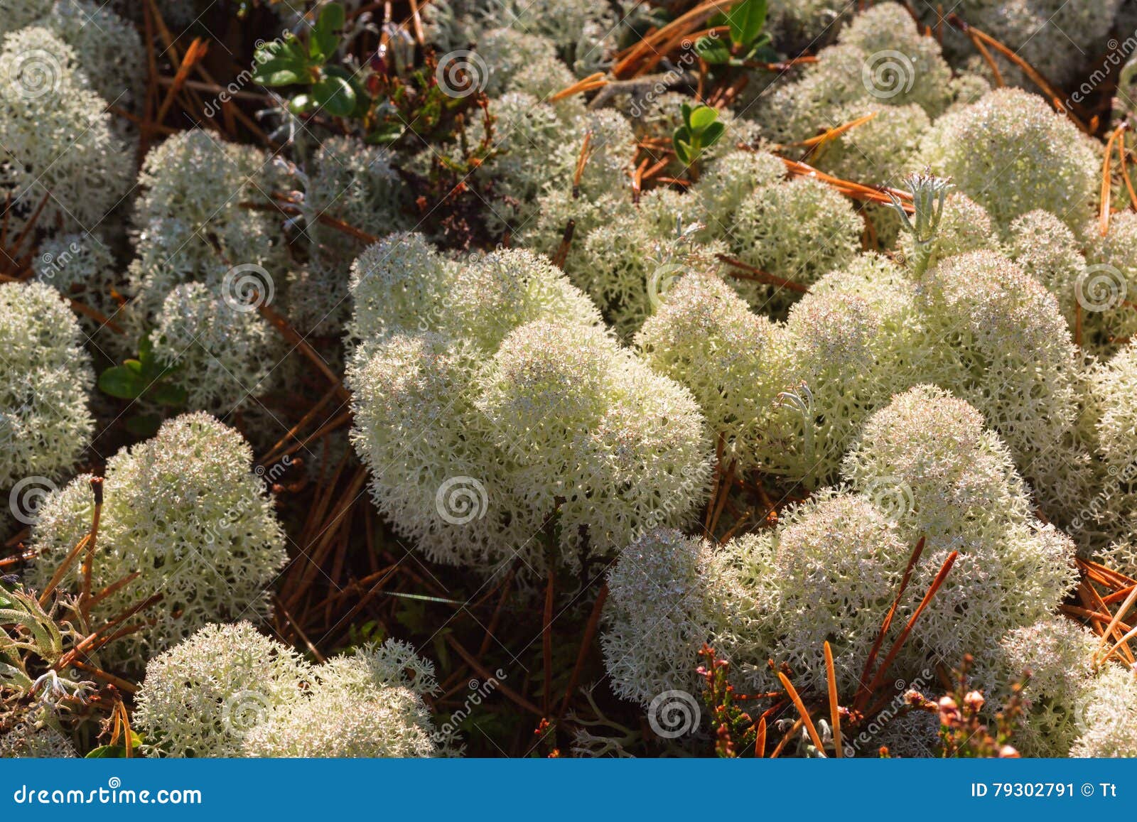 White moss on the ground stock image. Image of forest - 79302791