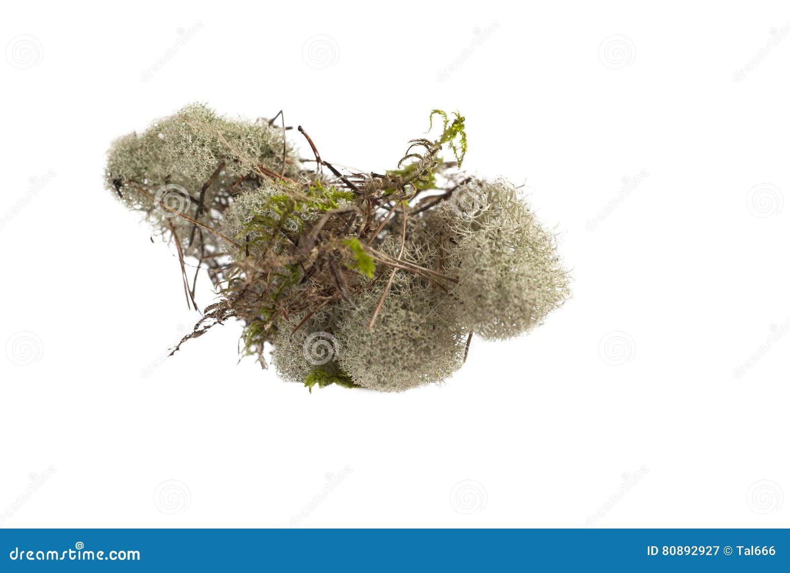 White moss stock image. Image of white, bright, isolated - 80892927