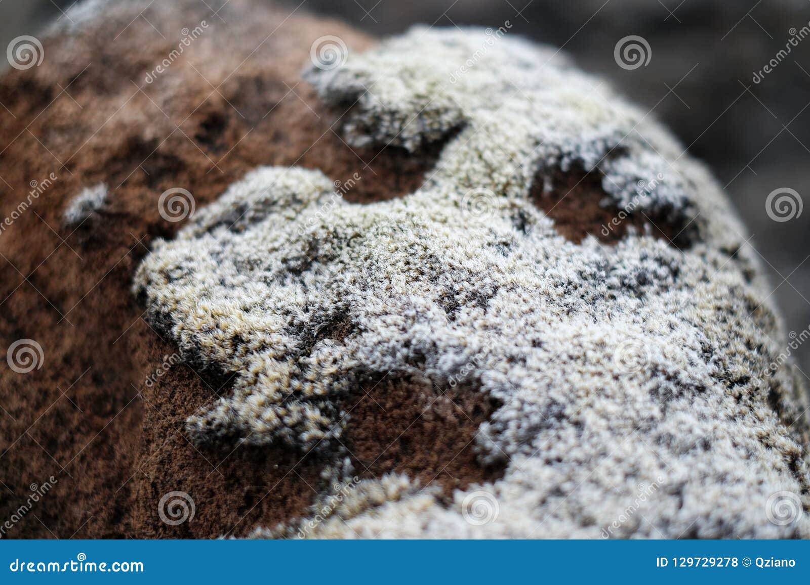 White Moss, nature stock photo. Image of fresh, spring - 129729278