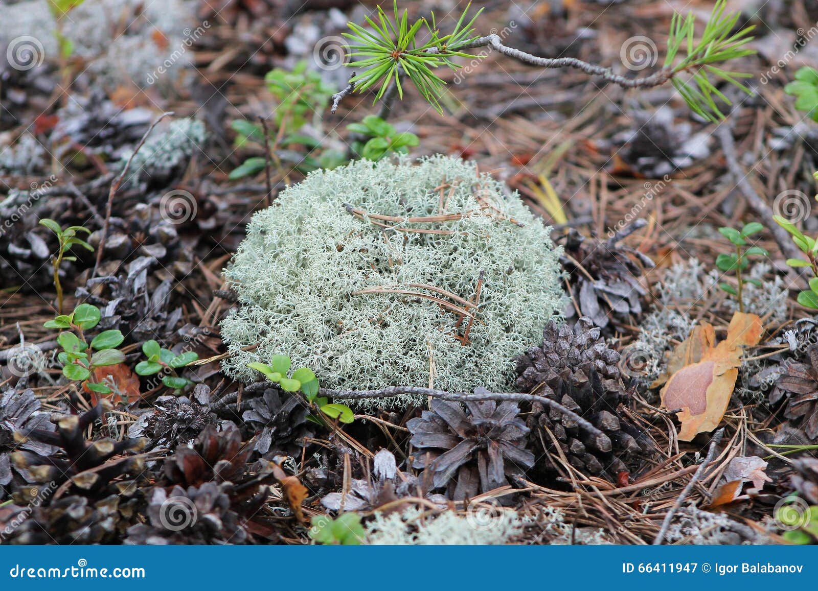 White moss. stock image. Image of moss, wood, plants - 66411947