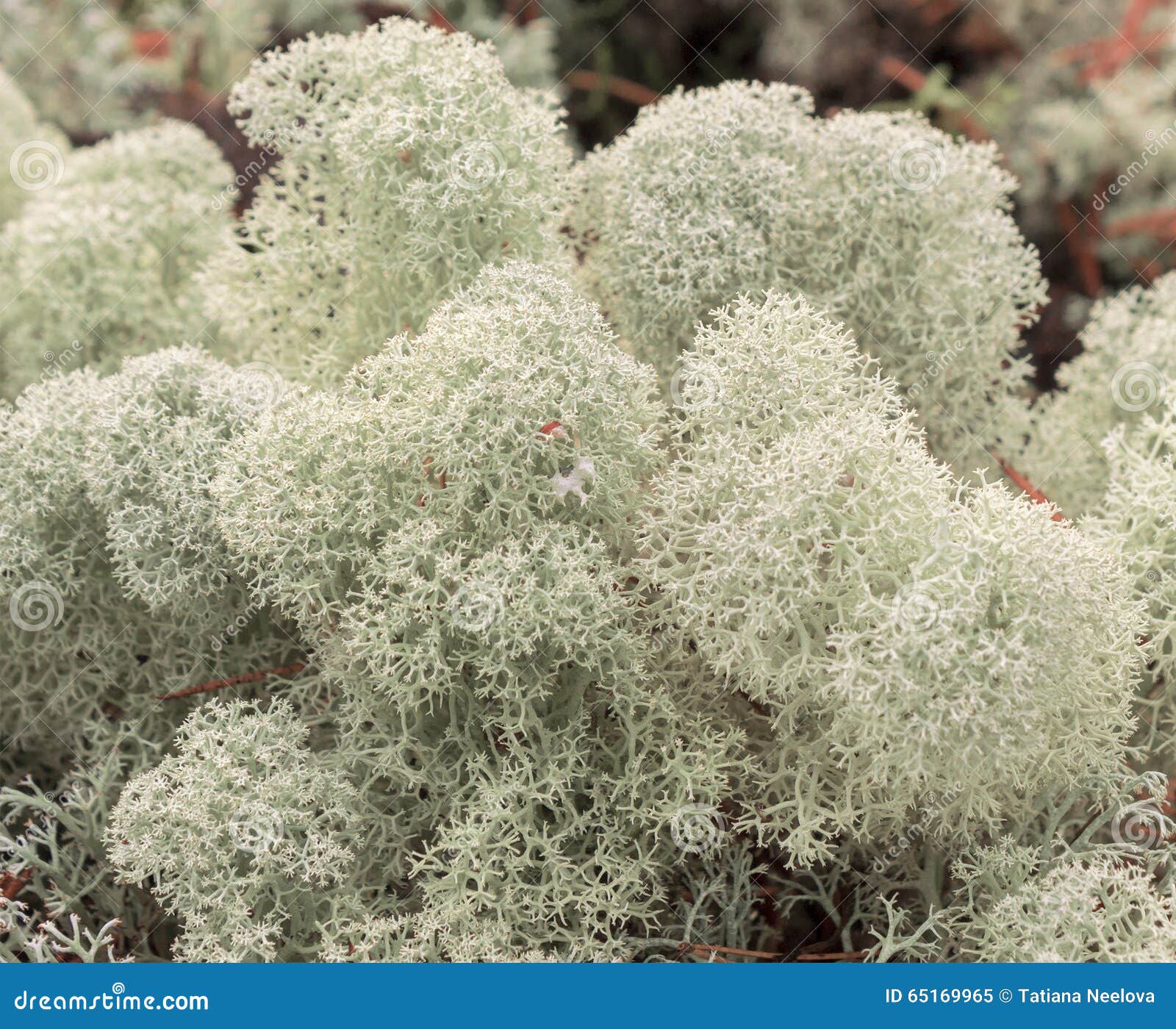 White Moss, Or Sphagnum, Close-up, Natural Background In The Forest ...