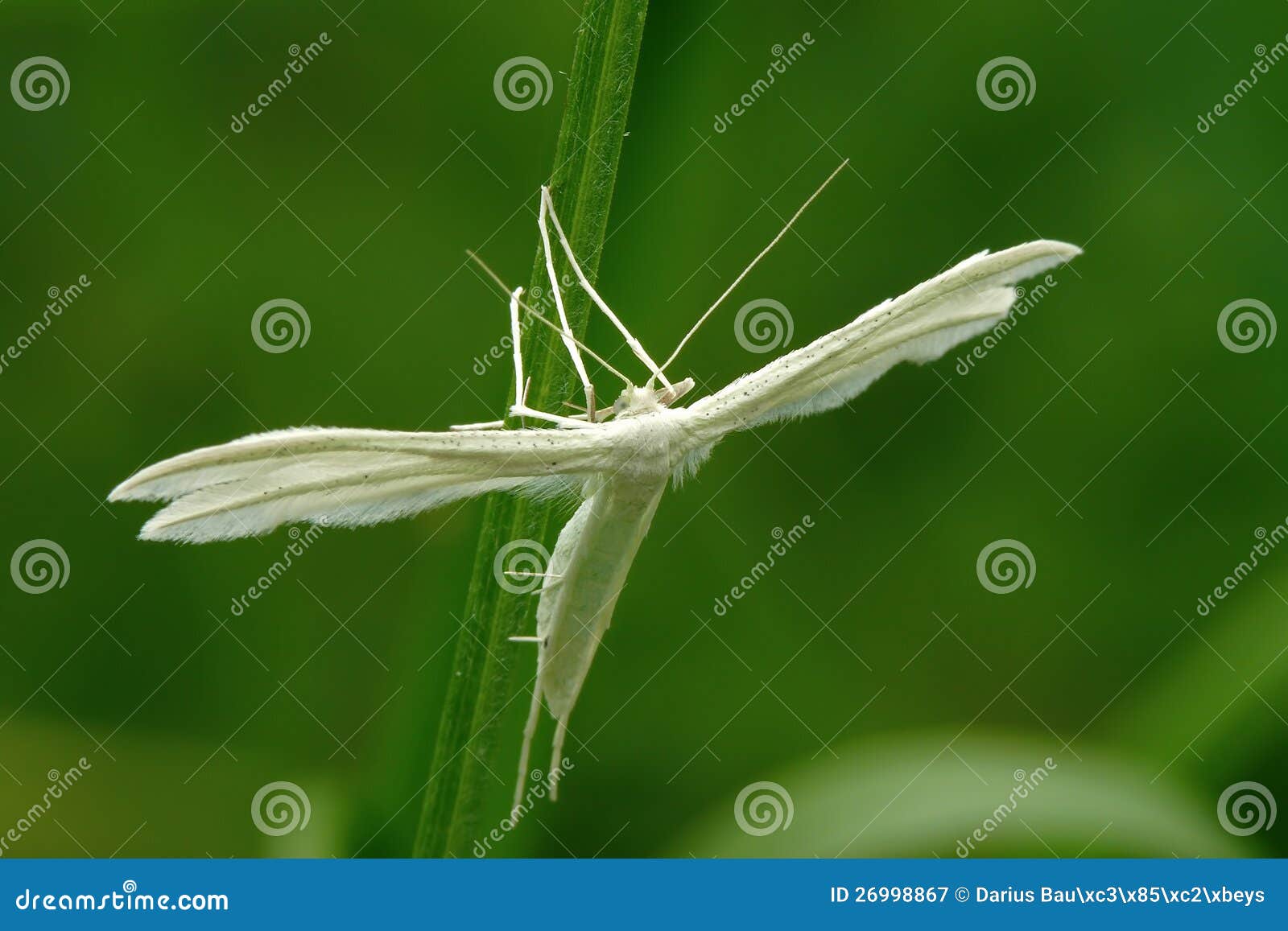 White moth stock image. Image of moth, field, wings, green - 26998867
