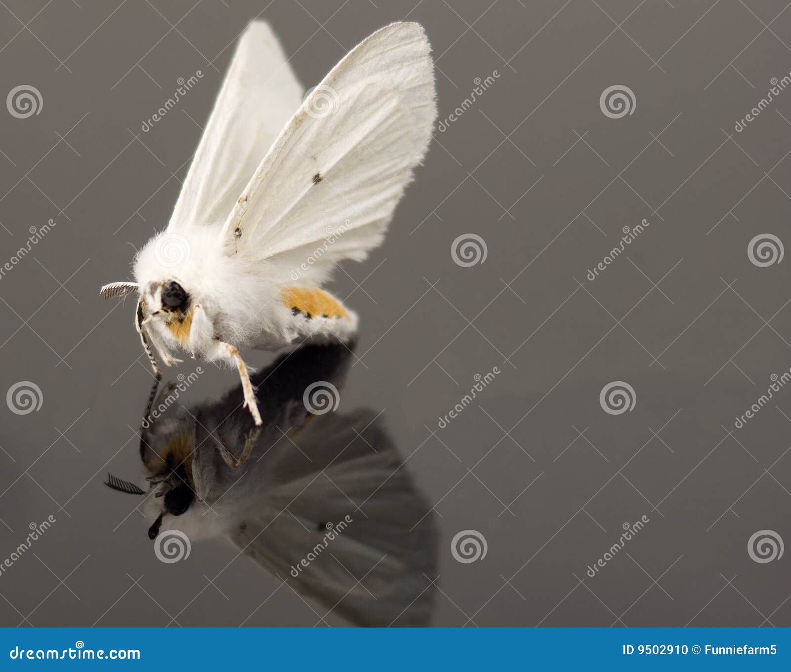 White Moth Wings Flat Stock Photography | CartoonDealer.com #153249458