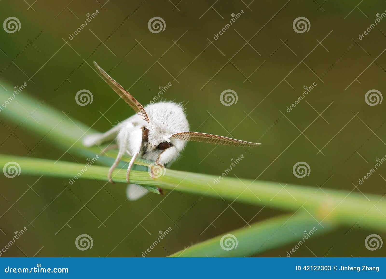 White Moth Stock Image | CartoonDealer.com #42122281