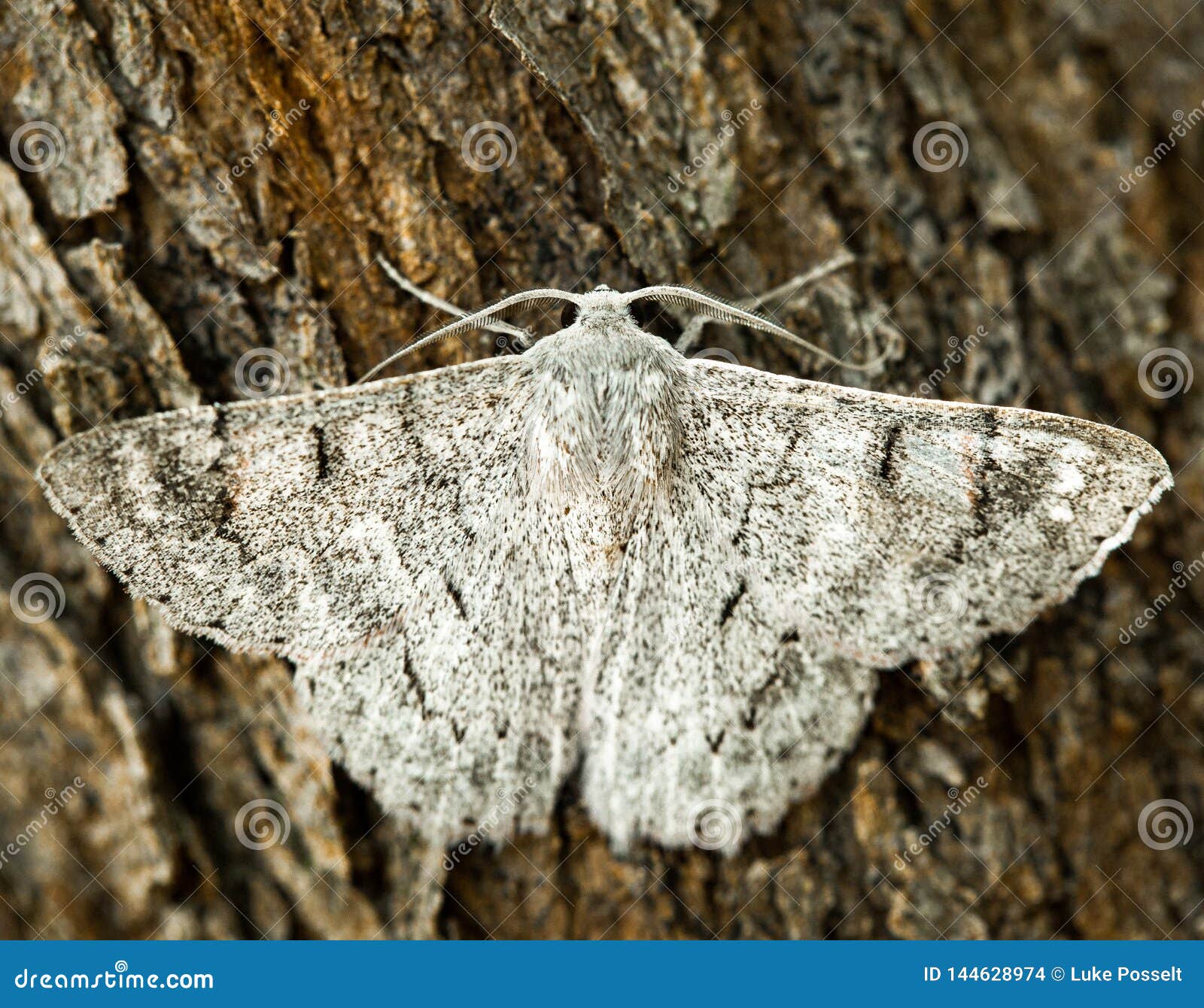 A Moth Clings To The Window Sills Of The Same Color. Stock Photography ...