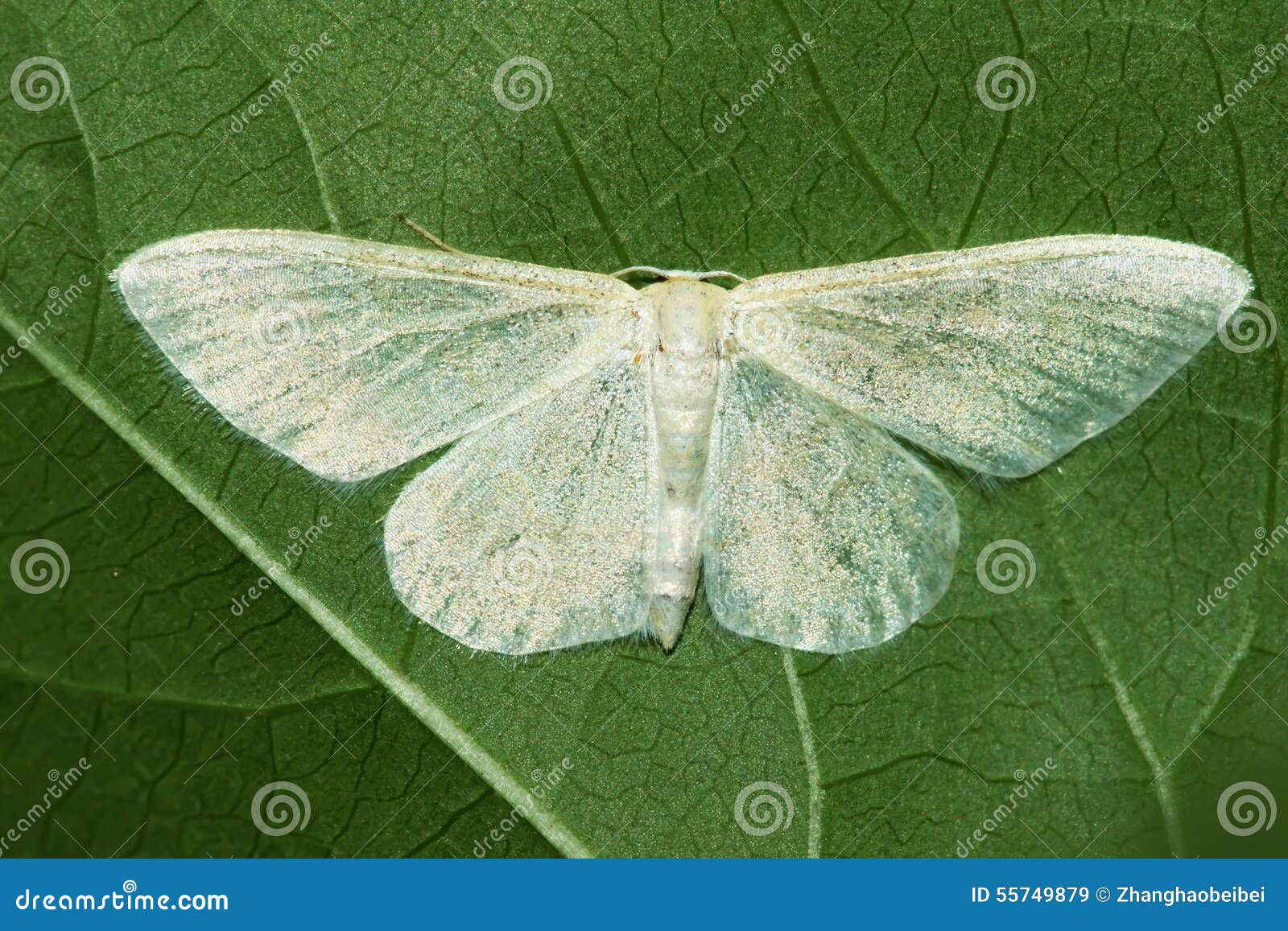 White Moth Stock Image | CartoonDealer.com #42122281