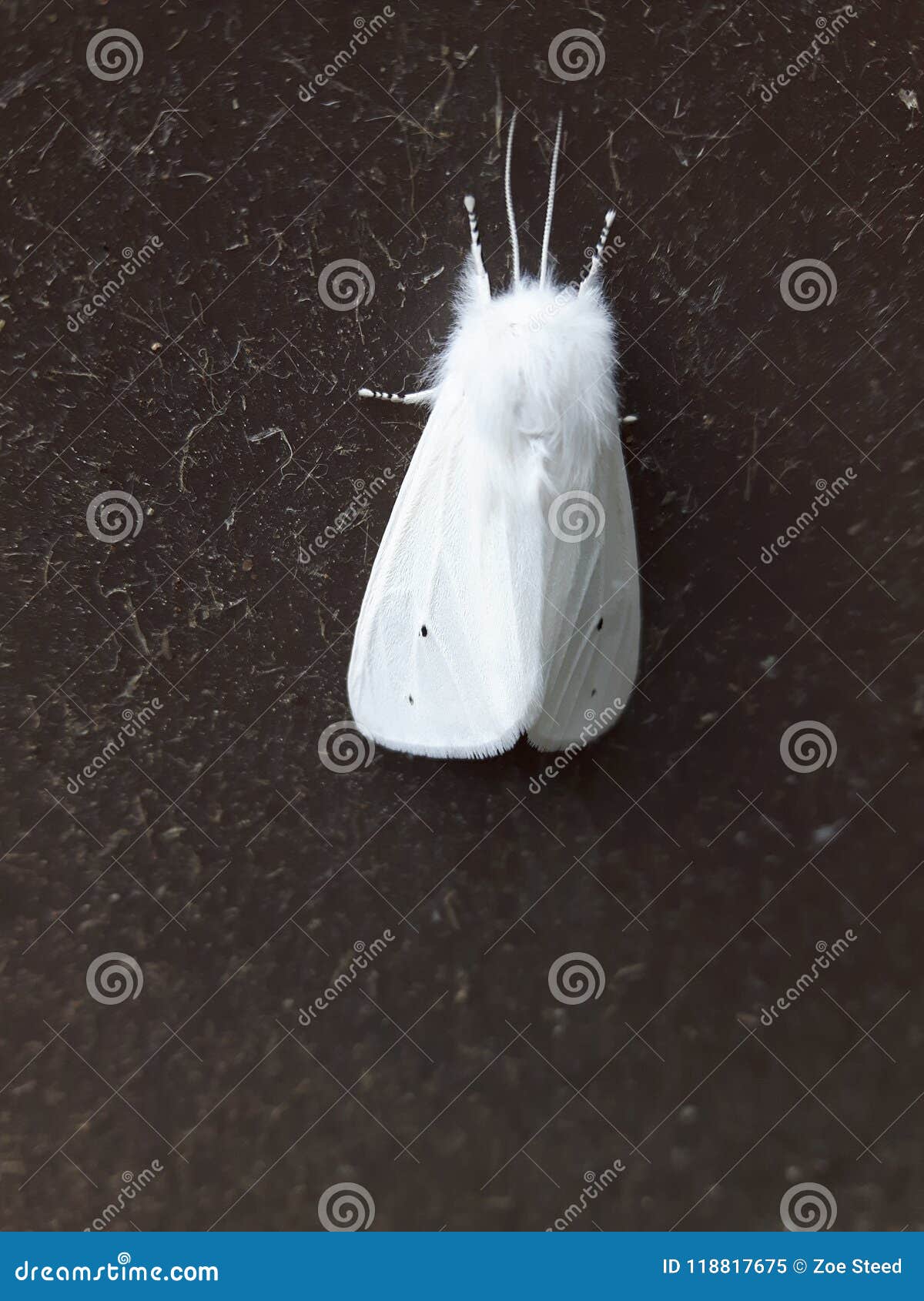 White Moth stock image. Image of fluffy, moth, white - 118817675