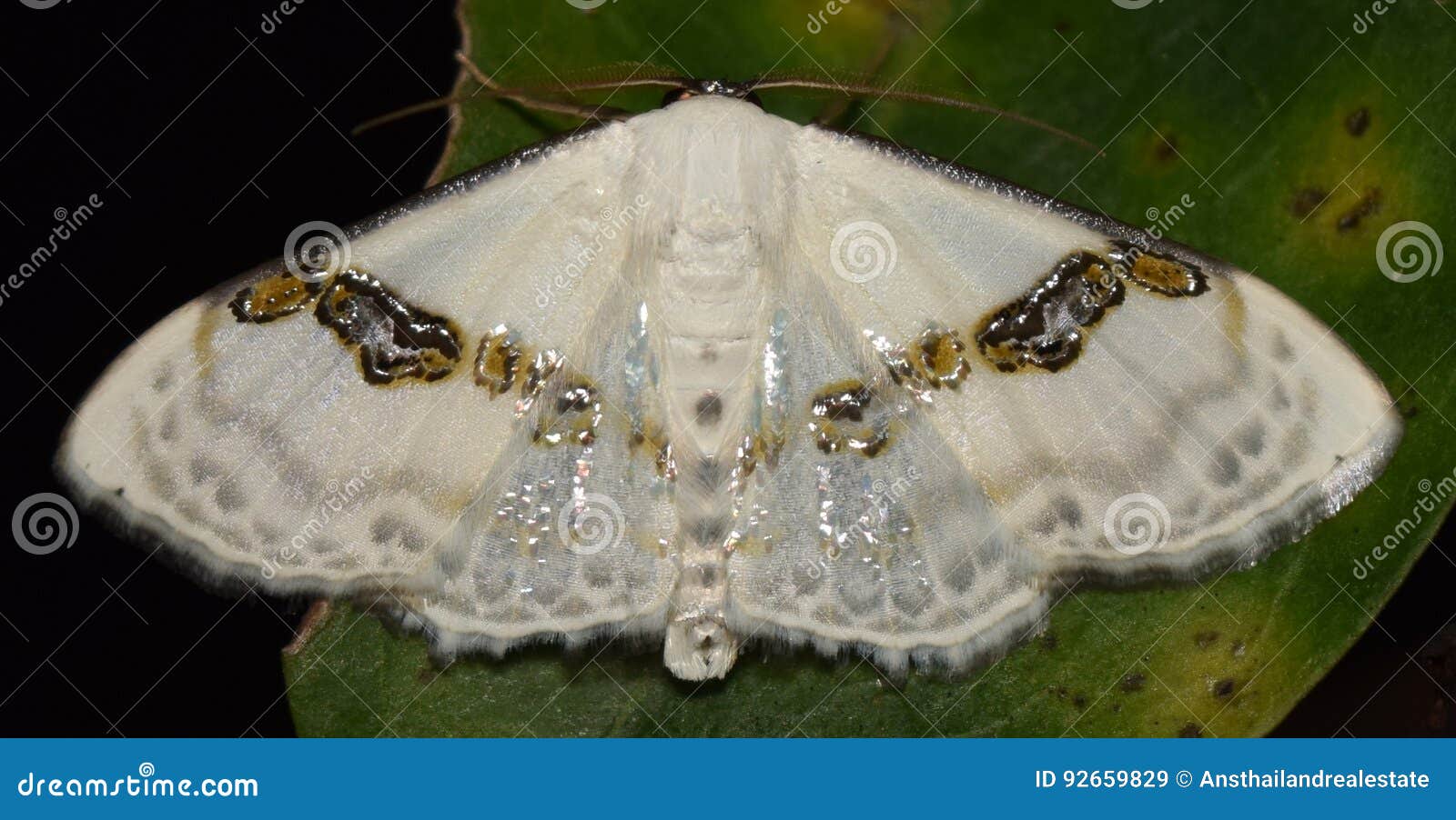 White Moth with Gold stock image. Image of lepidoptera - 92659829