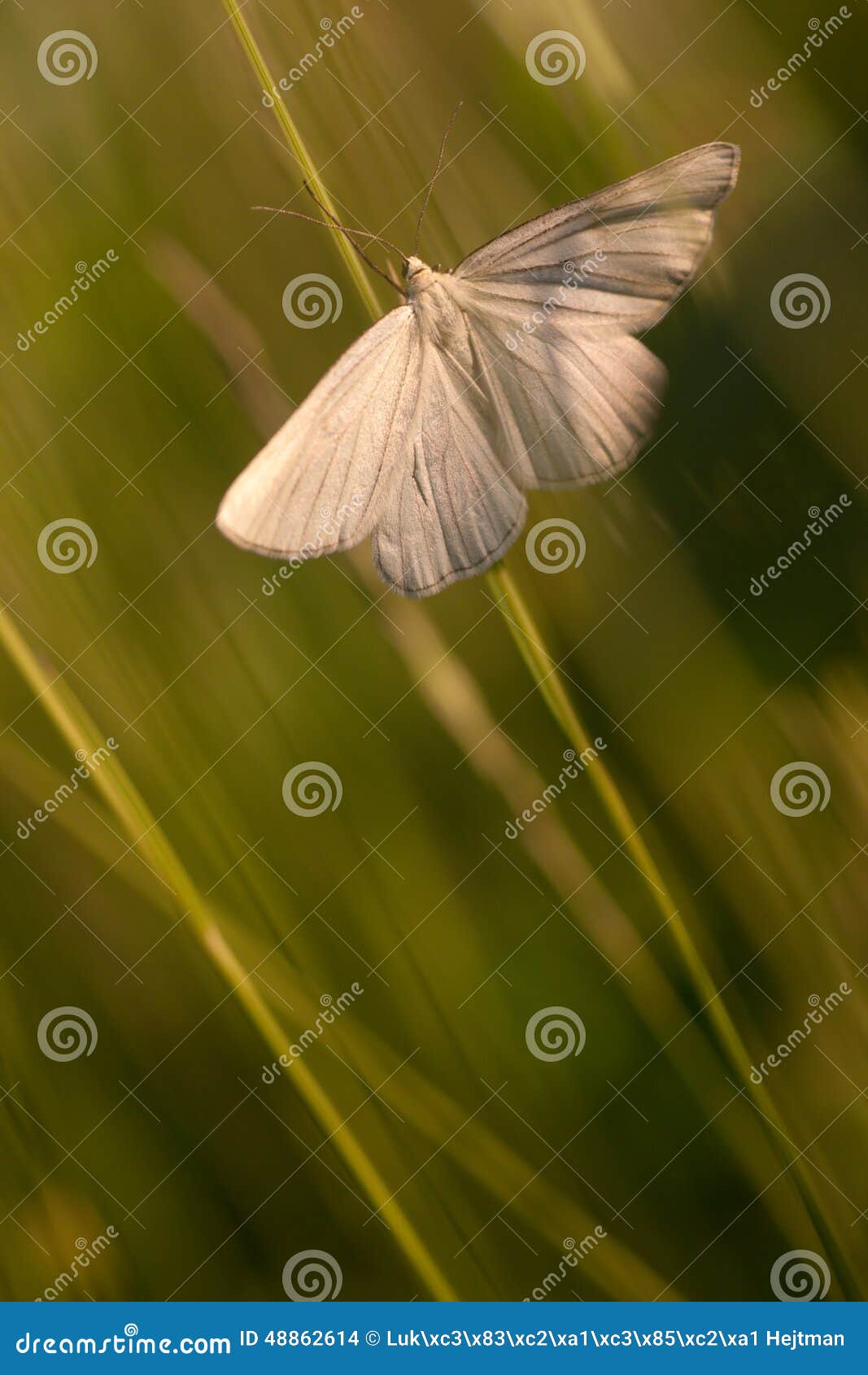 White moth stock photo. Image of background, beautiful - 48862614