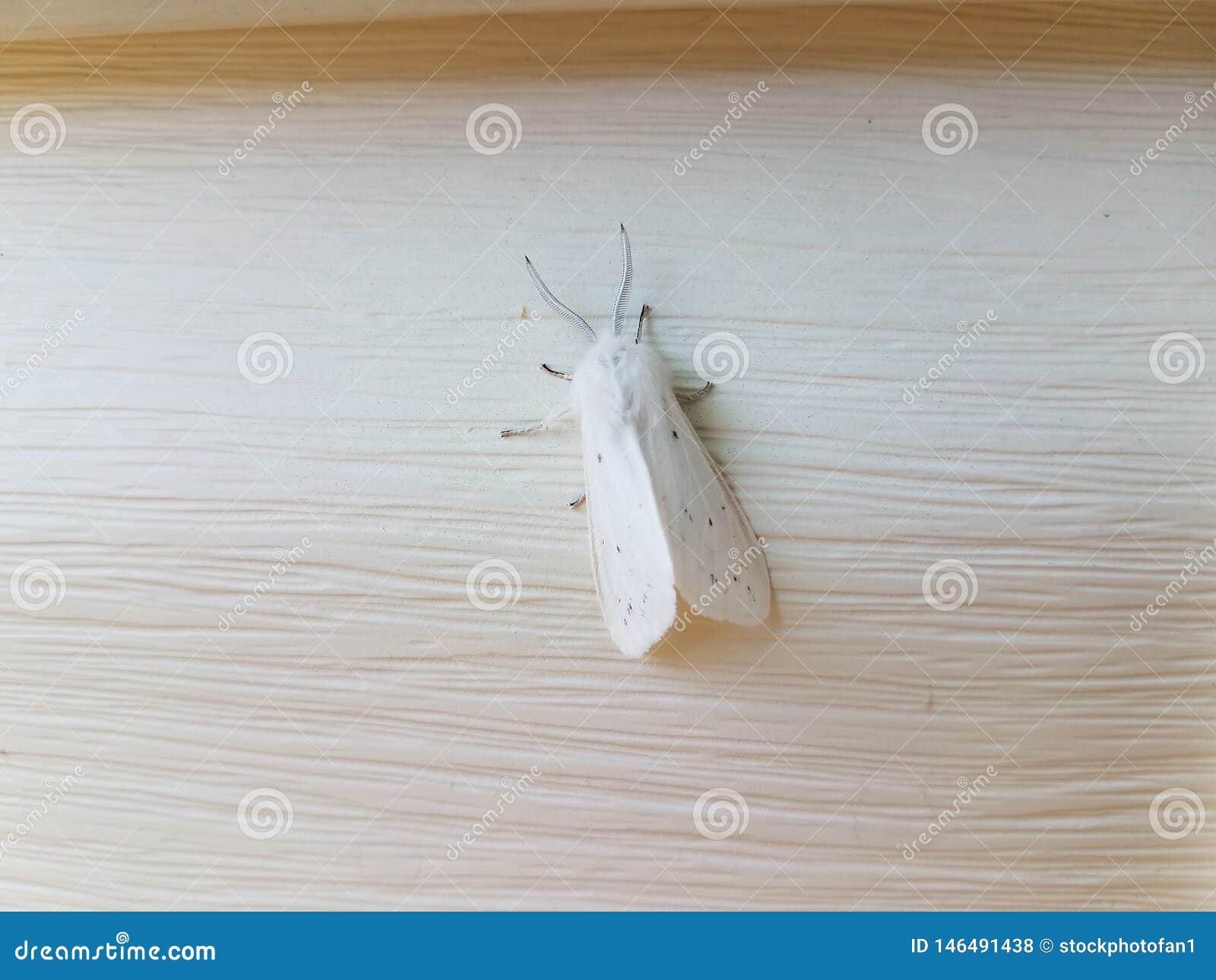White Moth Insect with Wings on White House Siding Stock Photo - Image ...