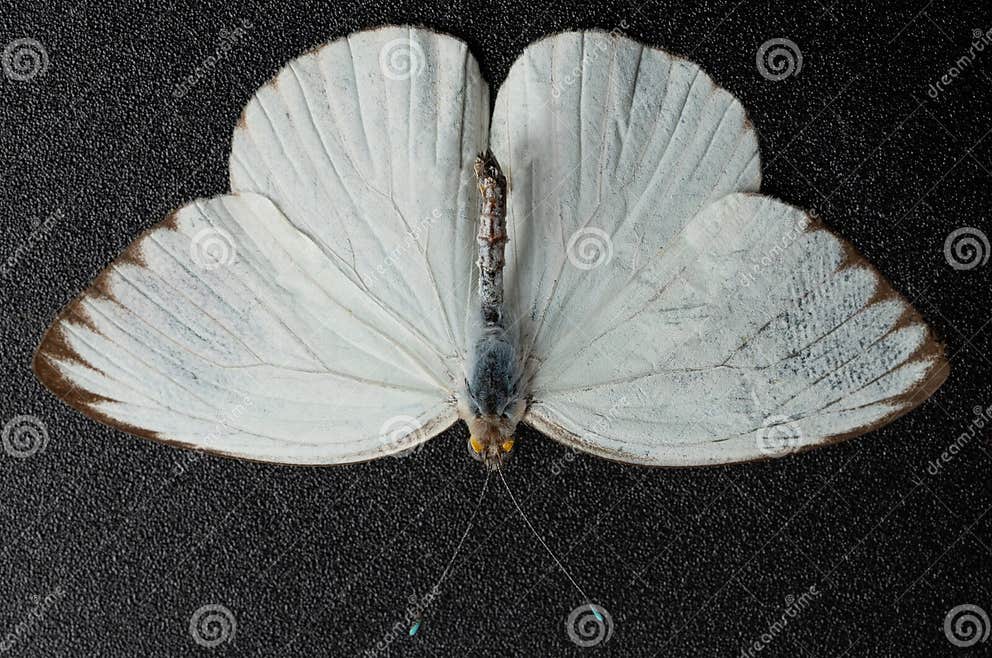 White moth with open wings stock image. Image of light - 274785261