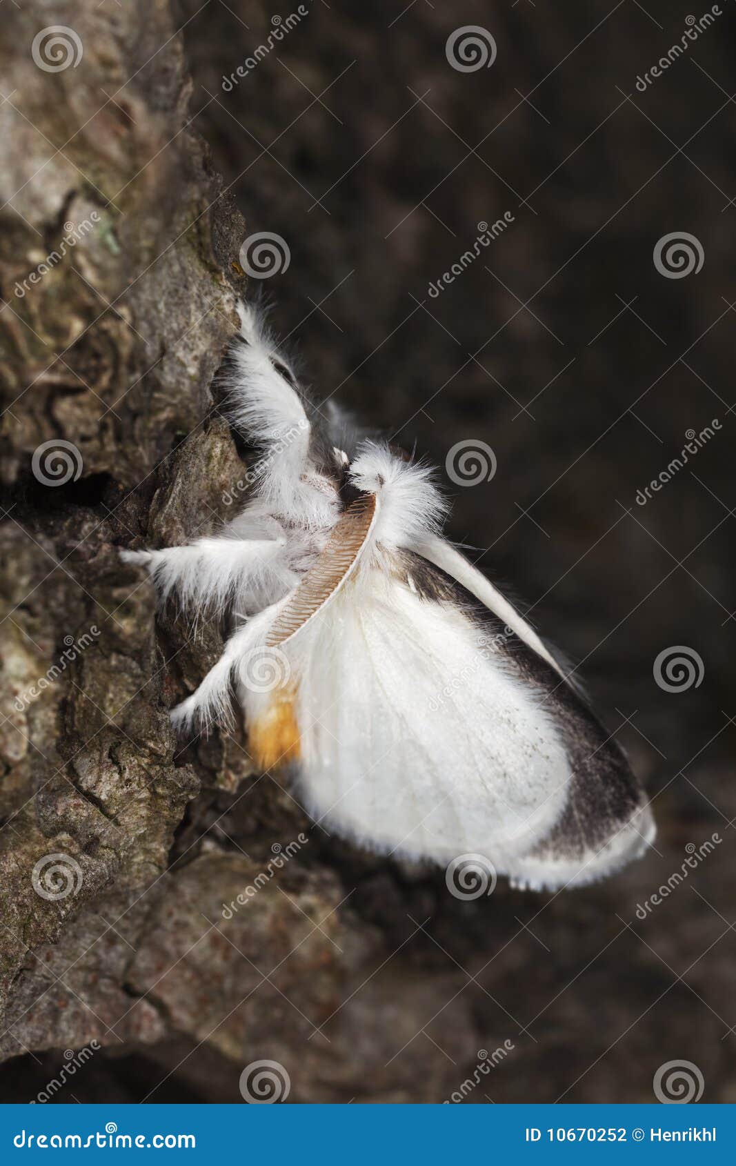 White Moth Wings Flat Stock Photography | CartoonDealer.com #153249458