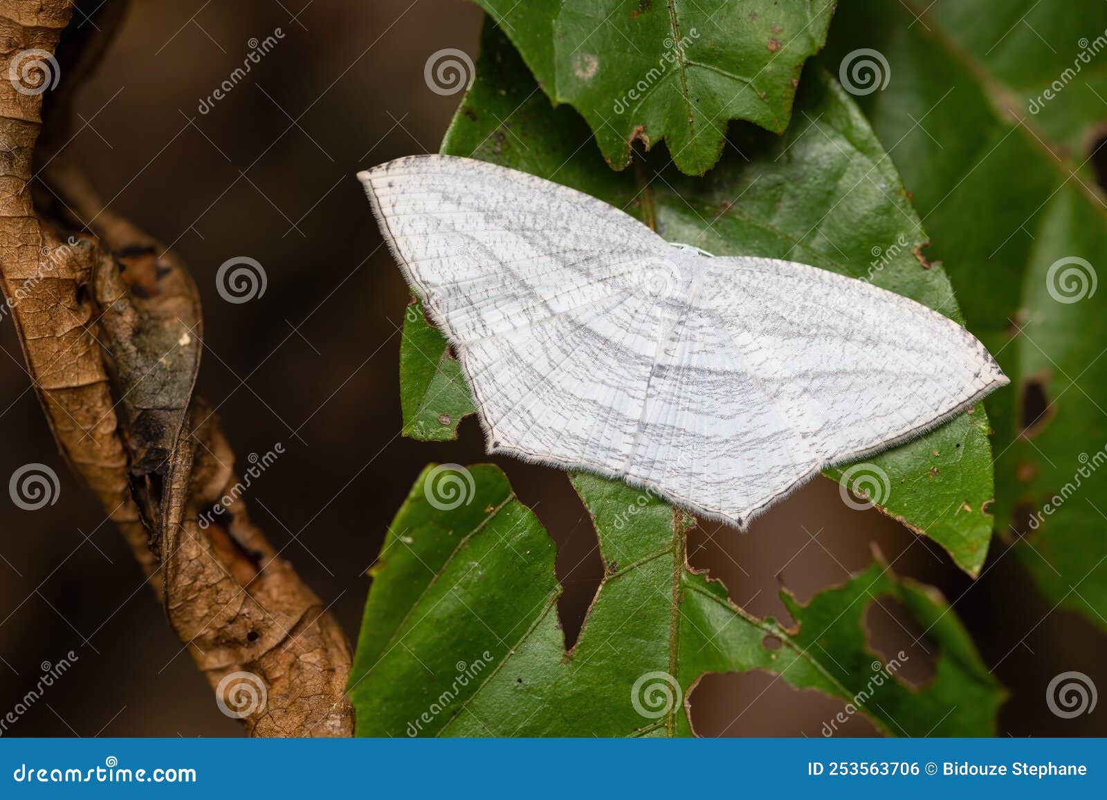 White Moth Standing on Tree Leaf Stock Photo - Image of butterfly ...
