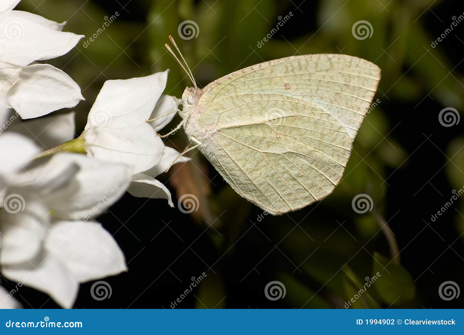 White moth on white flower stock photo. Image of moth - 1994902