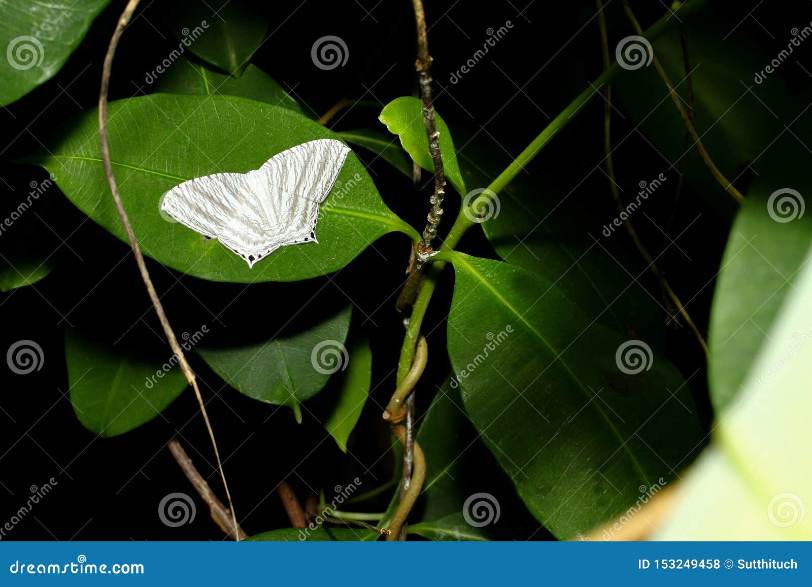 White moth wings flat stock photo. Image of moth, nuisance - 153249458