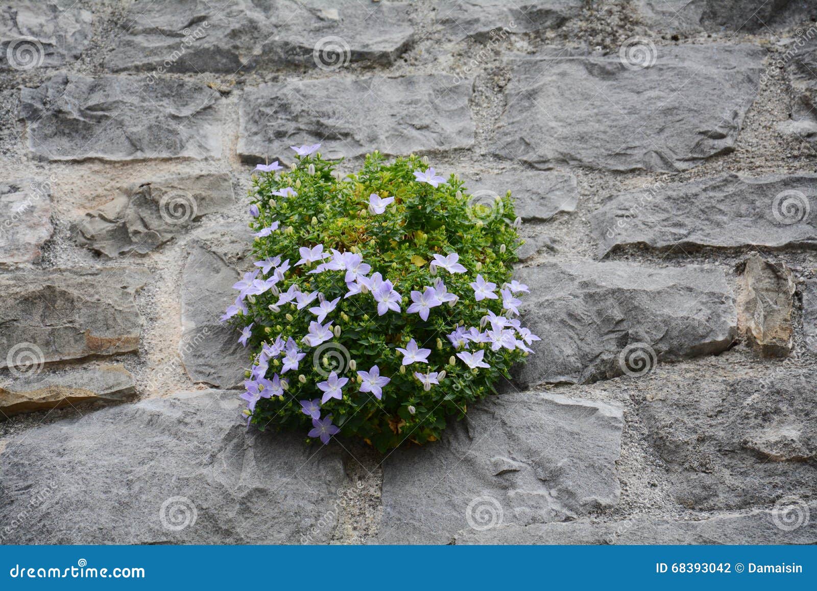 White mountain flower stock photo. Image of dolomiti - 68393042