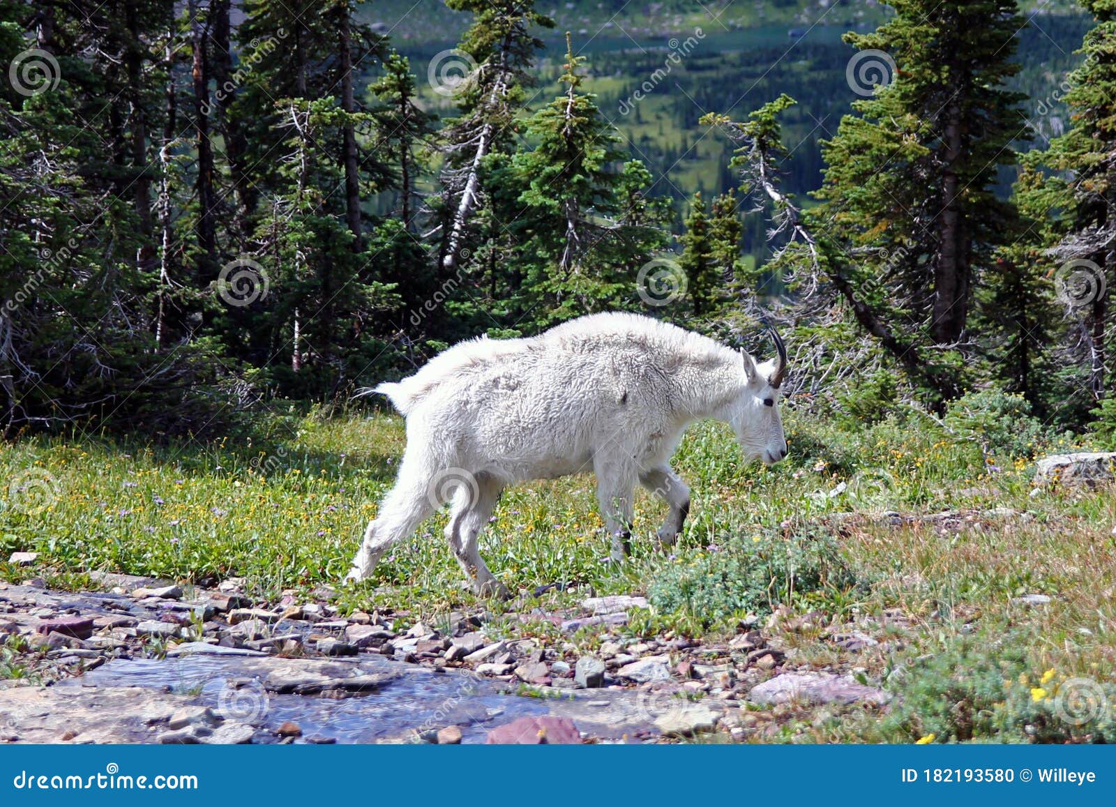 The white mountain goat stock photo. Image of mountain - 182193580