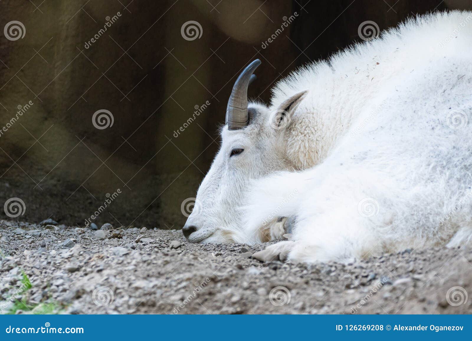 White Mountain Goat Resting Stock Photo - Image of animal, resting ...