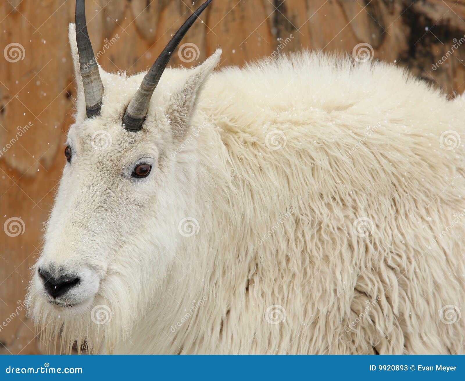 White Mountain Goat in the Snow Stock Image - Image of mountain, wild ...
