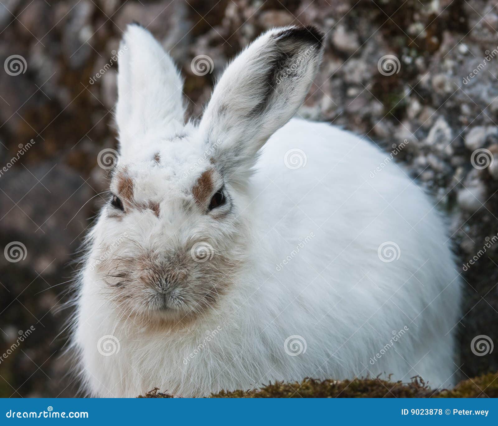 White mountain hare stock photo. Image of wild, bunny - 9023878