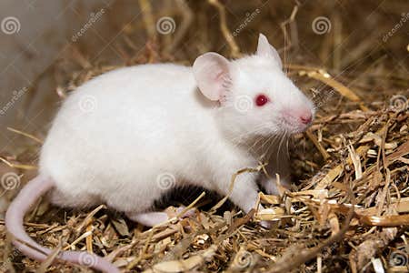 White Mouse stock photo. Image of close, rodent, white - 10882270