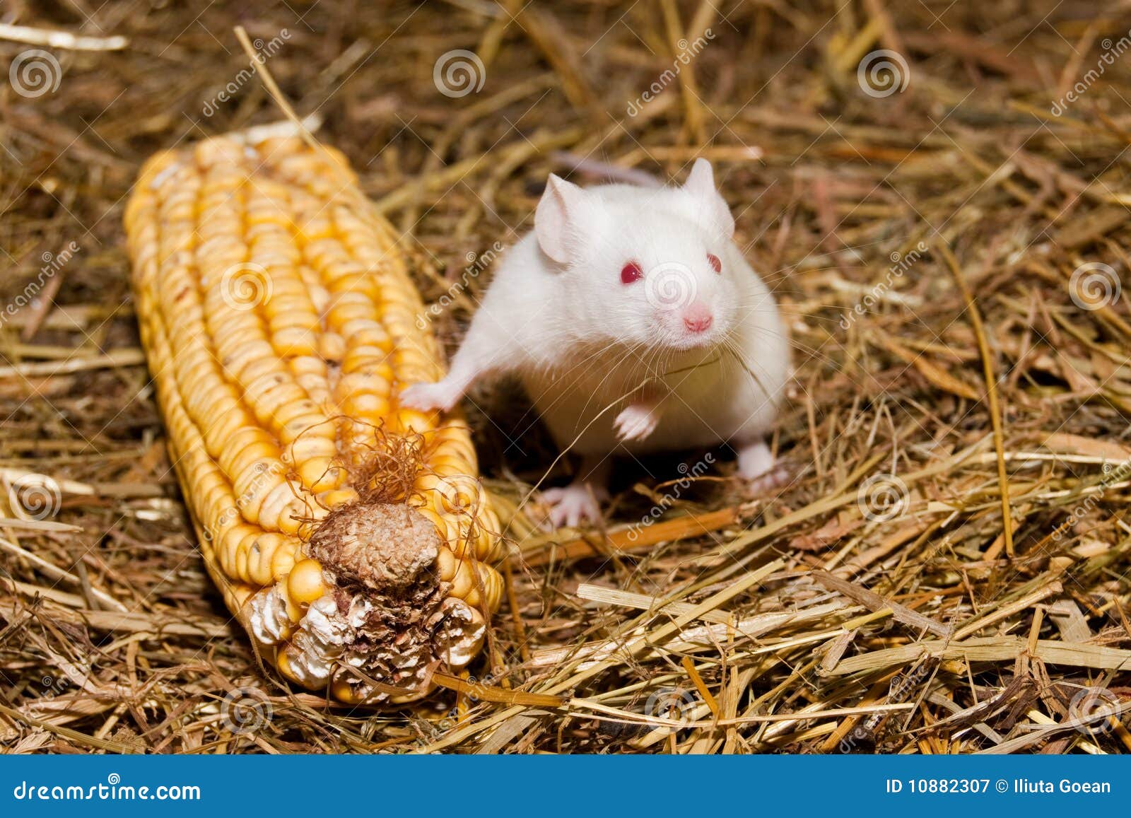 White Mouse stock image. Image of animal, mouse, mice - 10882307