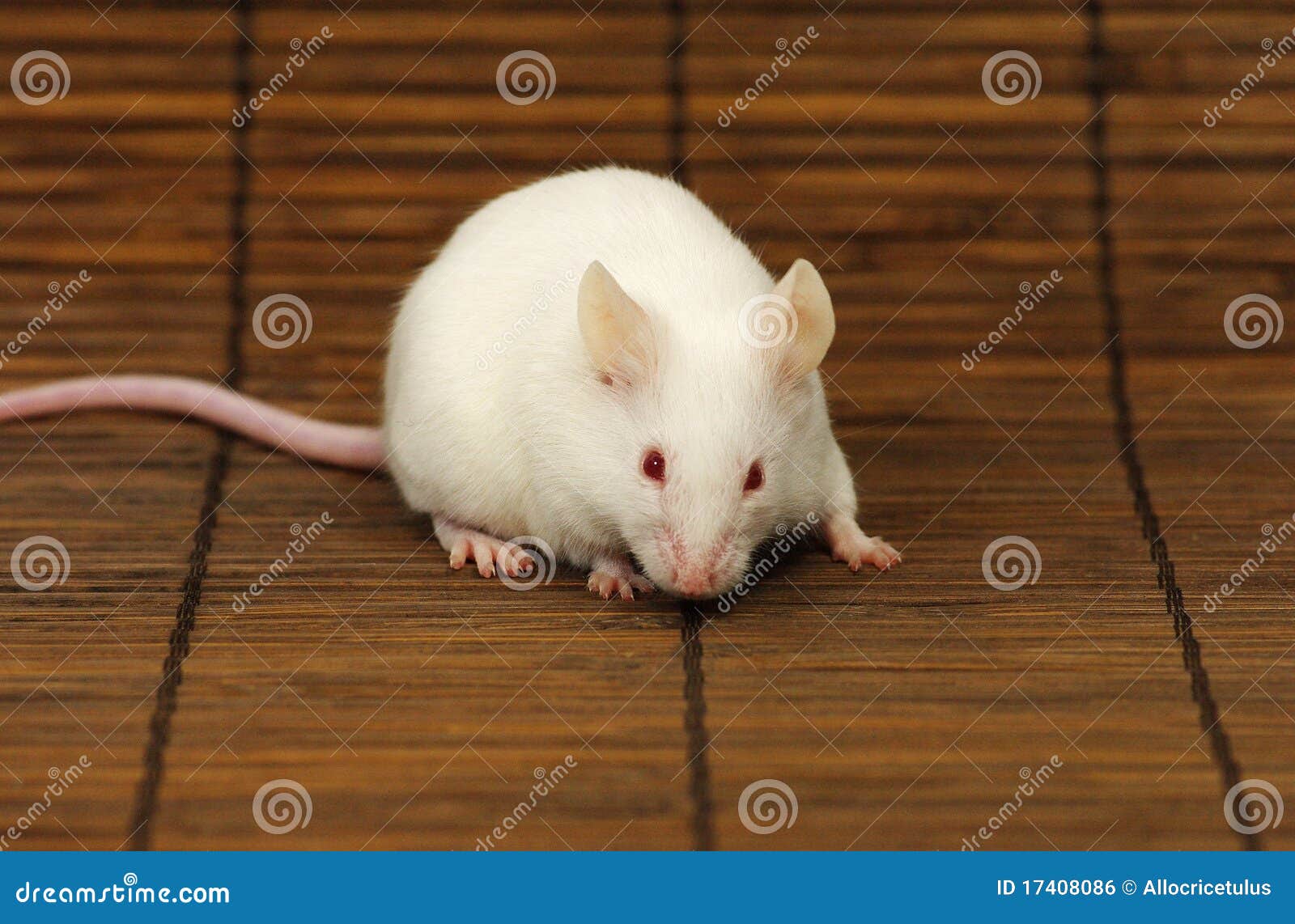 White mouse stock photo. Image of science, mammal, little - 17408086