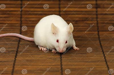 White mouse stock photo. Image of science, mammal, little - 17408086