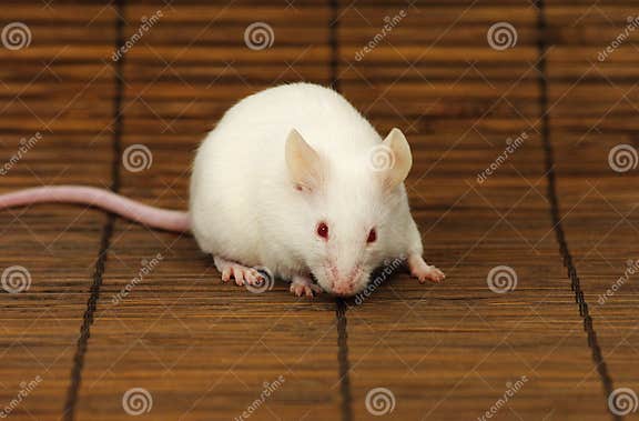 White mouse stock photo. Image of science, mammal, little - 17408086